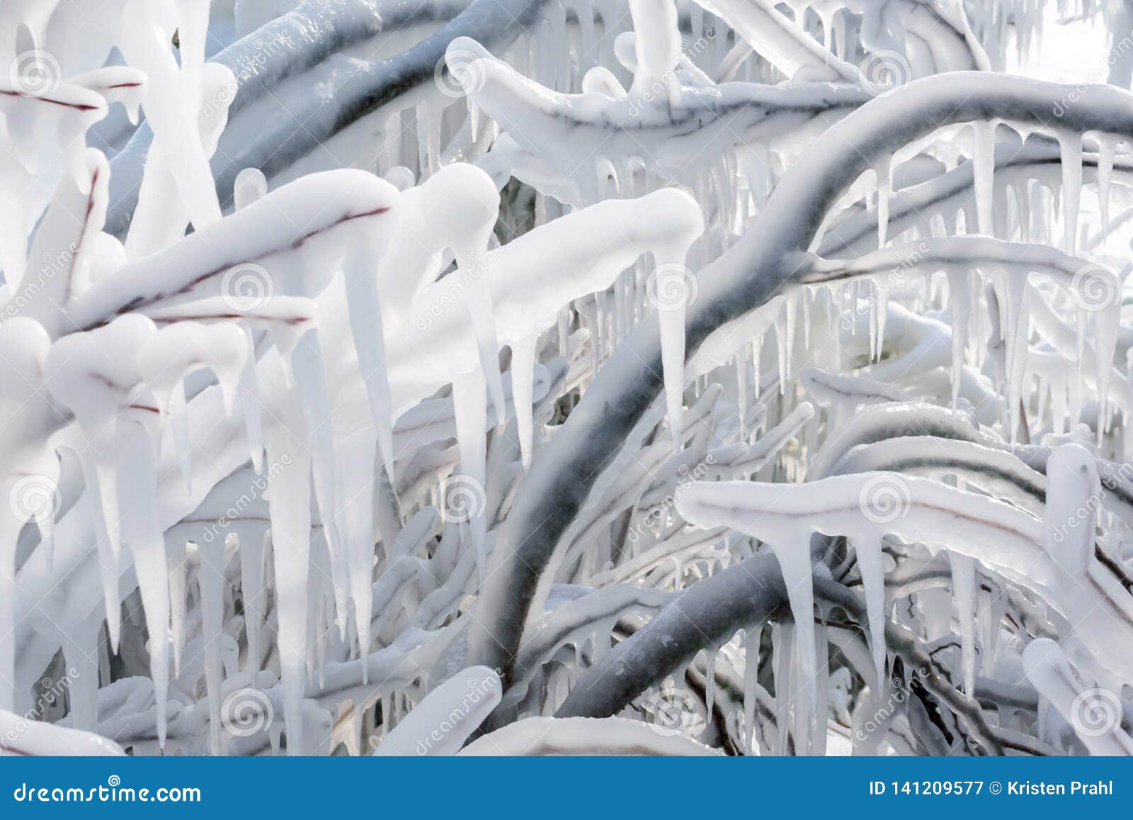 Ice coated tree branches stock image. Image of frost - 141209577
