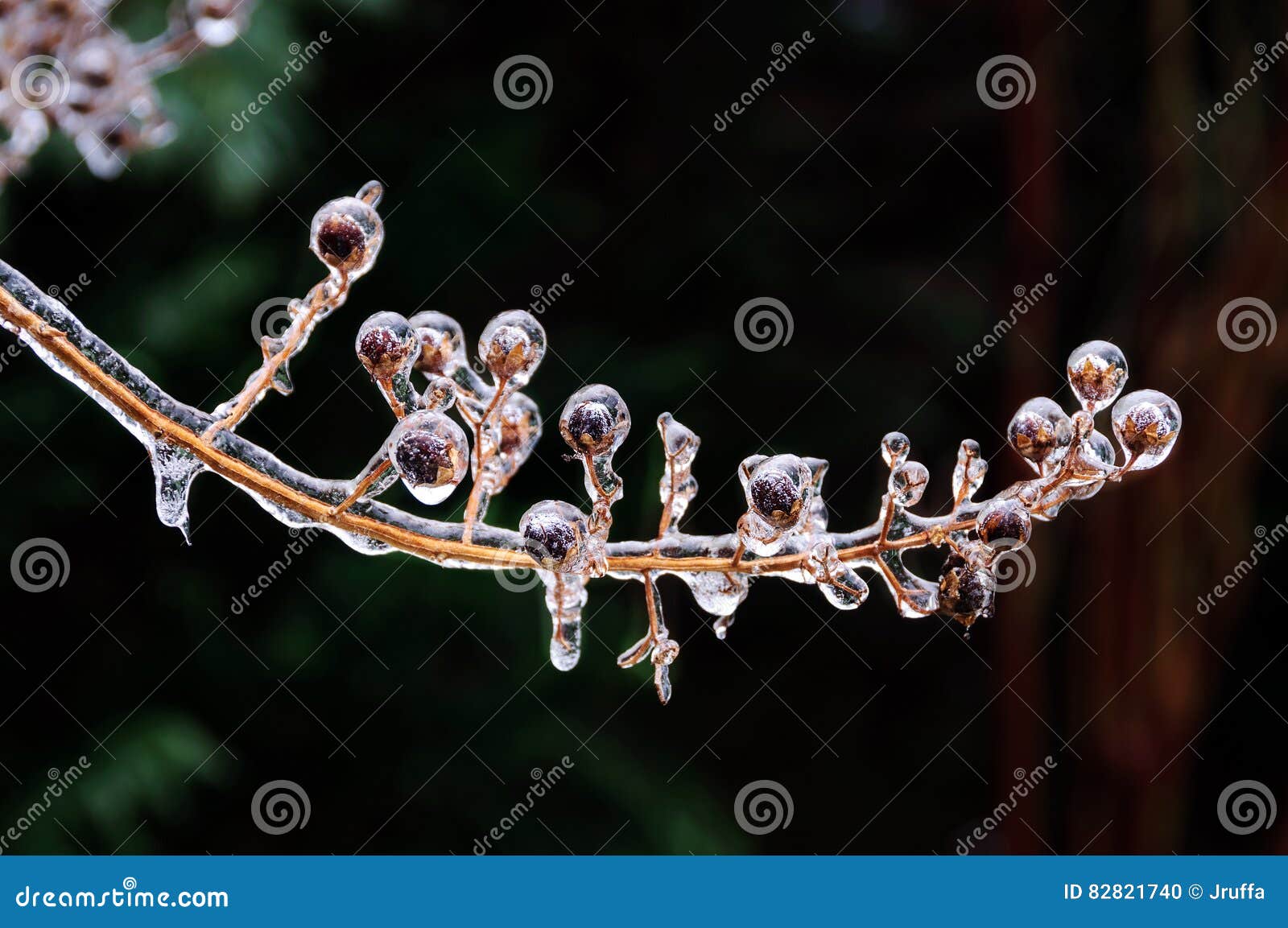 Ice coating on branch stock photo. Image of slick, berries - 82821740