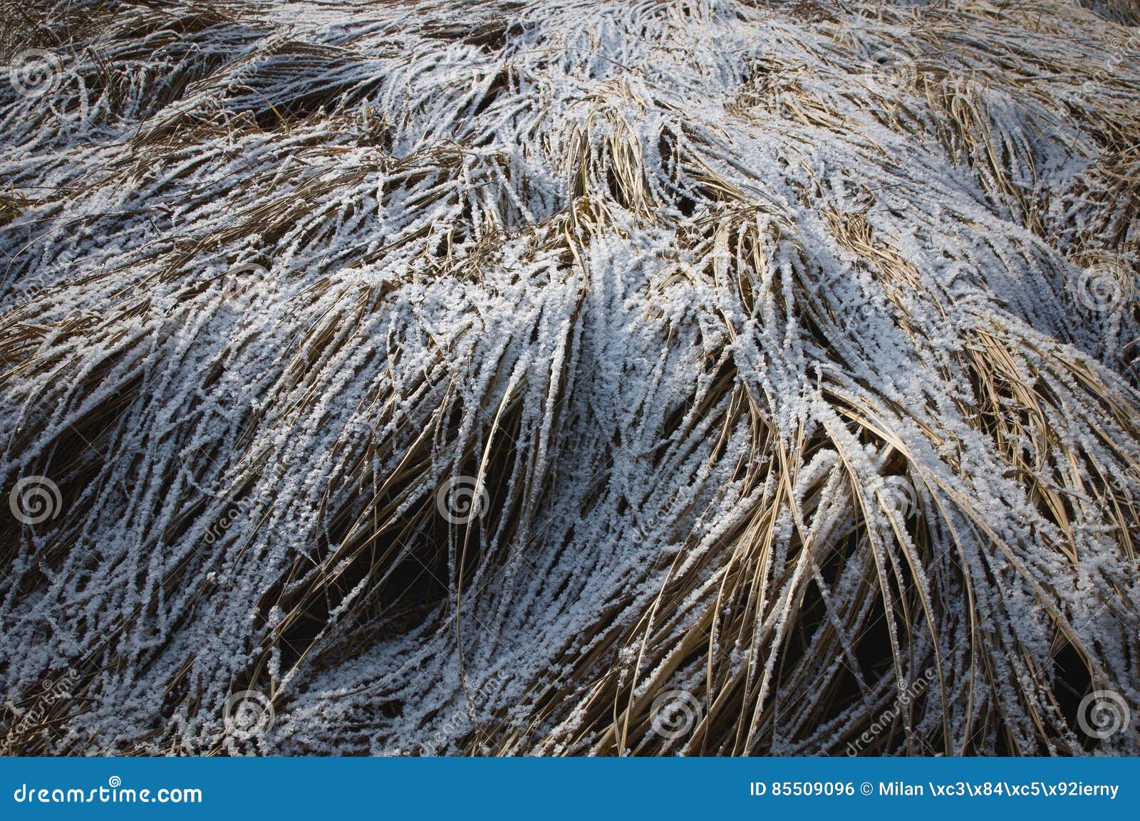 Ice coating stock photo. Image of grass, landscape, meadoes - 85509096