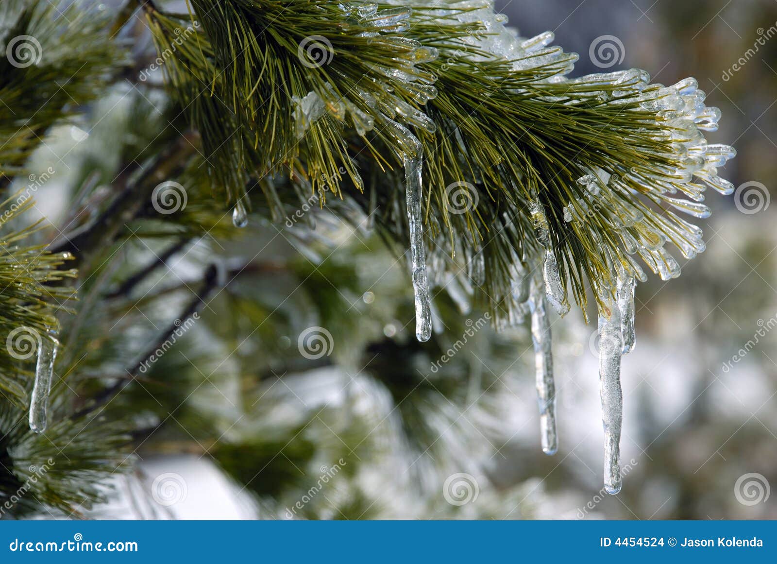 Ice Coating on Pine Tree stock photo. Image of froze, rain - 4454524