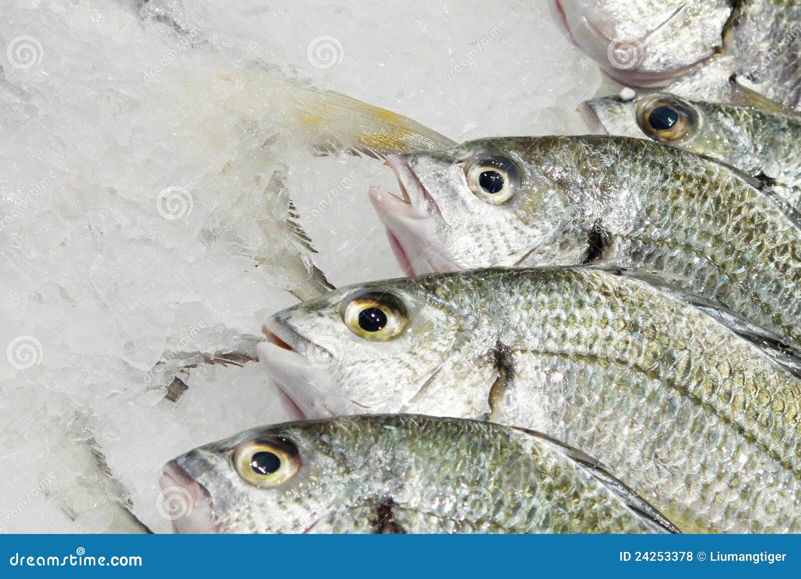Ice-cold marine fishes stock photo. Image of aquatic - 24253378