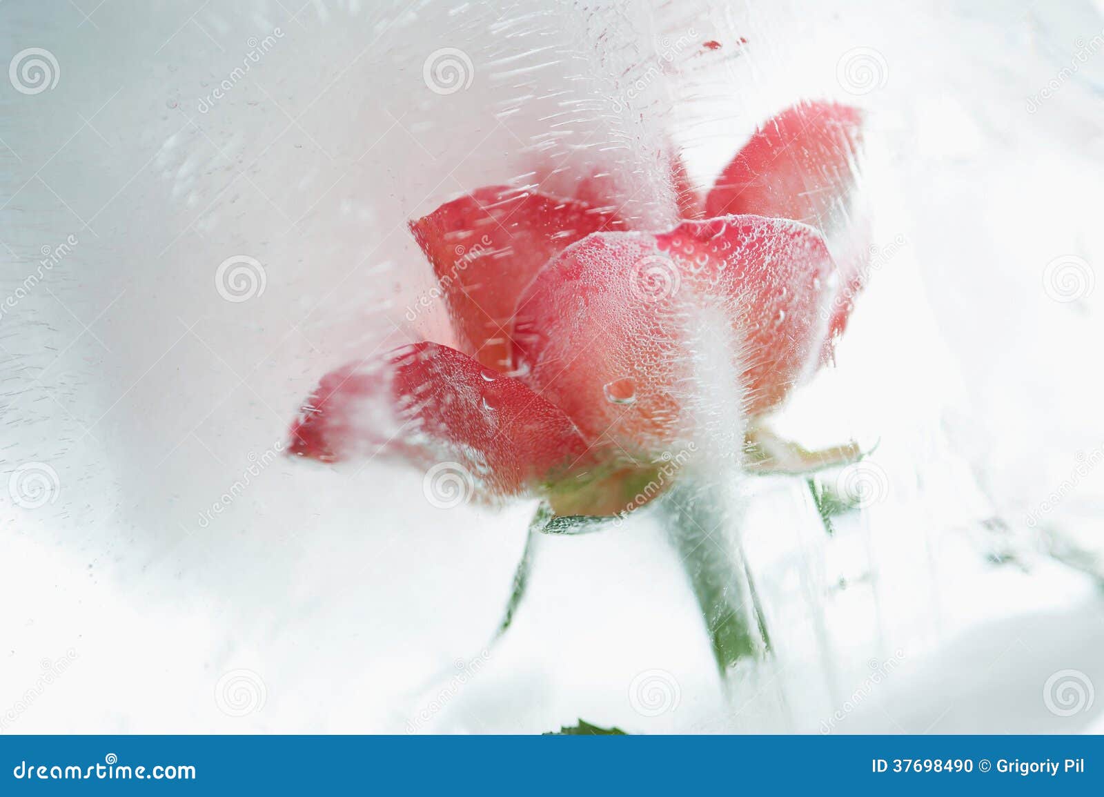 Ice cold rose stock photo. Image of cold, love, nature - 37698490