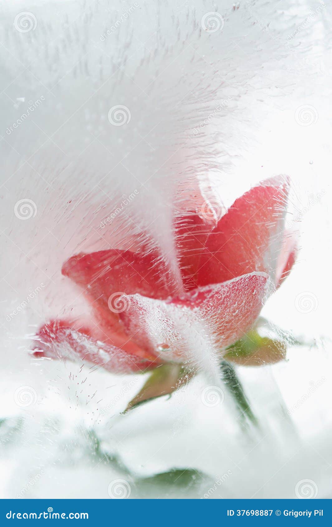 Ice cold rose stock image. Image of background, flowers - 37698887