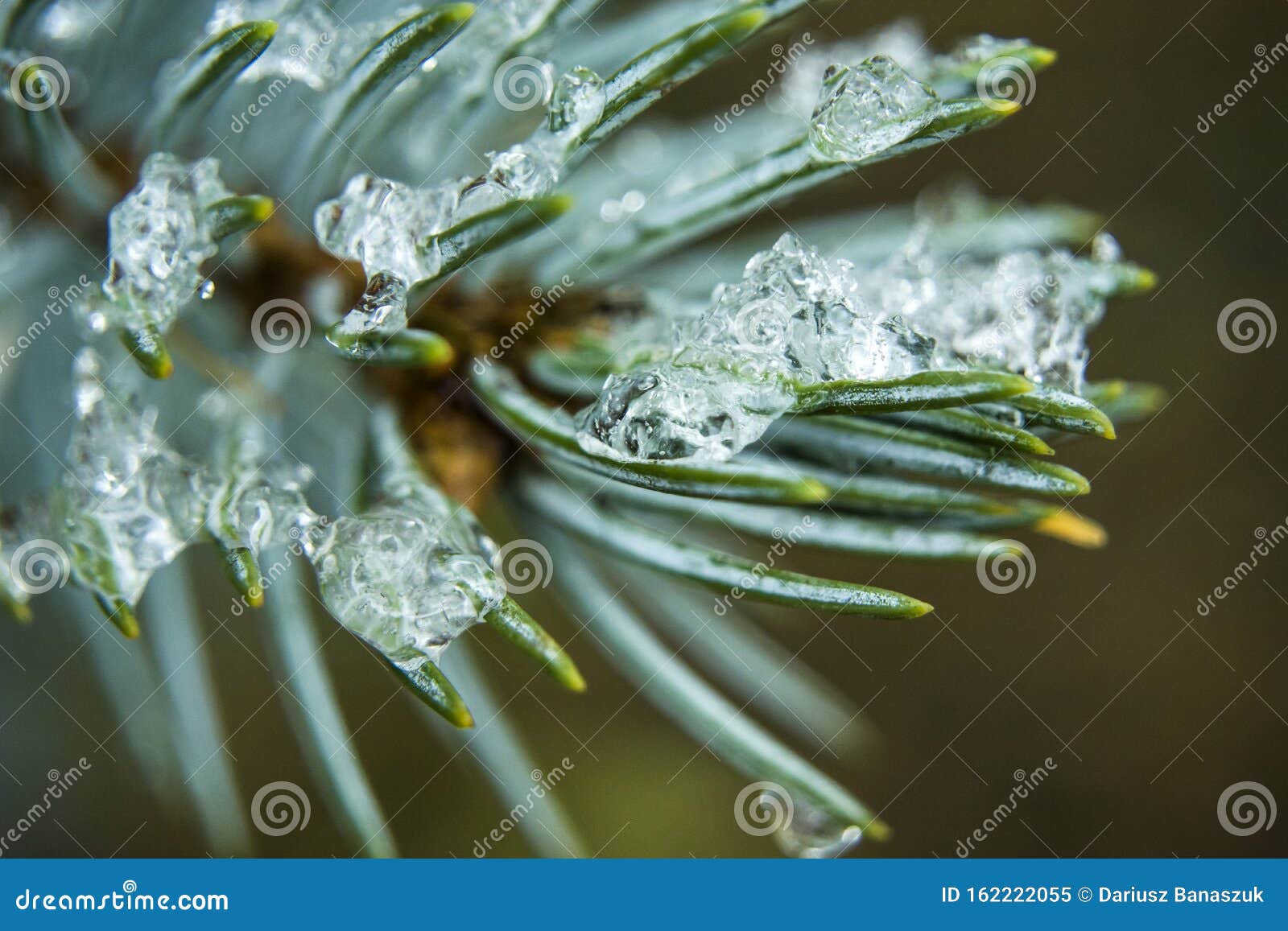 Ice on Conifer Needles, Close-up View Stock Image - Image of season ...