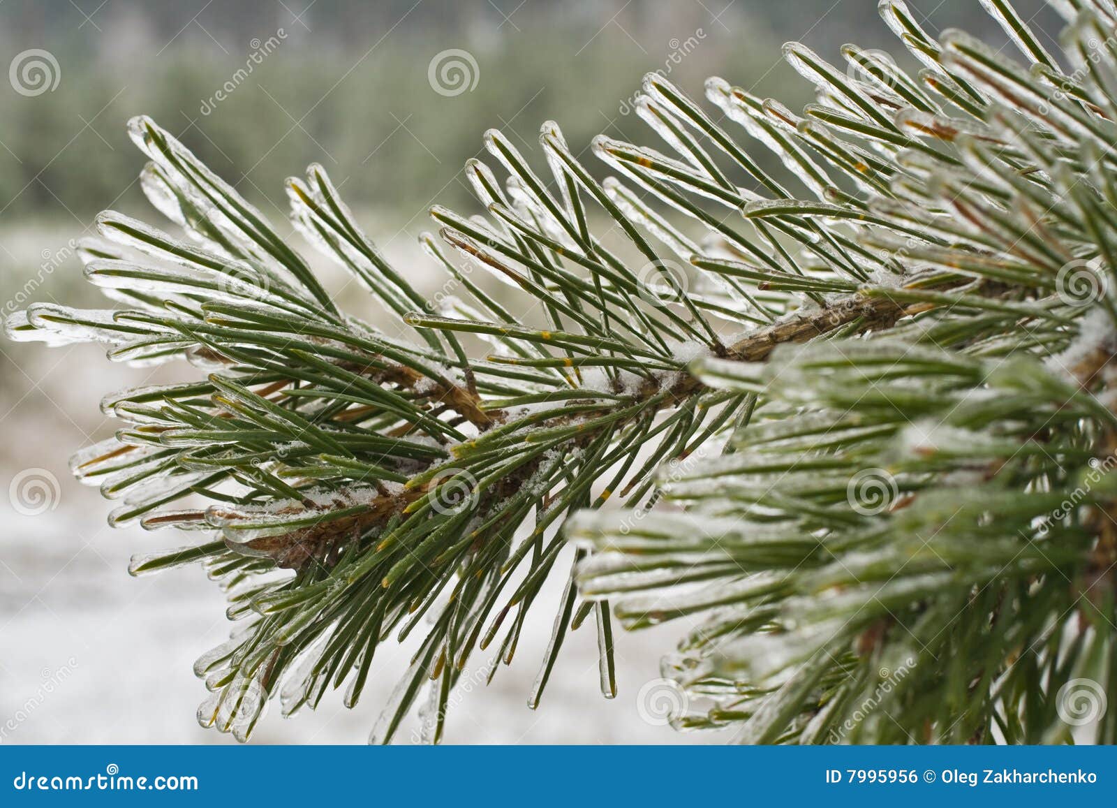Ice-covered Branches of the Pine Stock Photo - Image of frost, needle ...