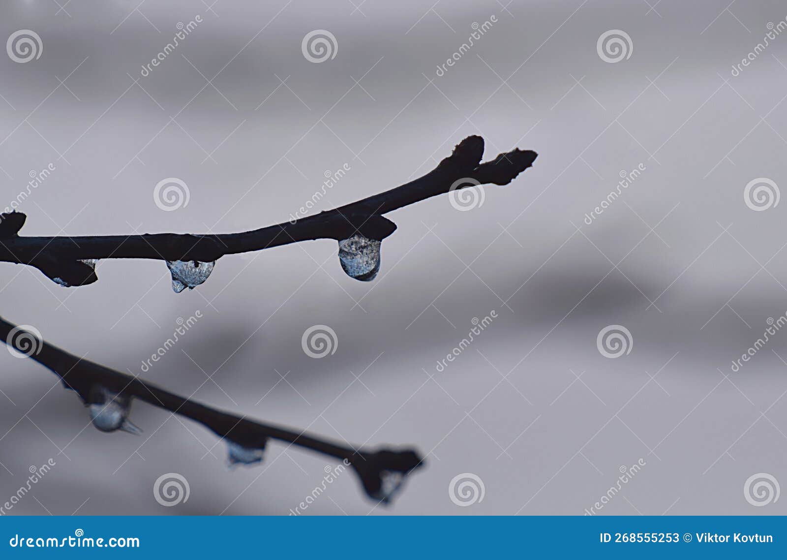 Ice-covered Branches Tree after Freezing Rain Stock Image - Image of ...