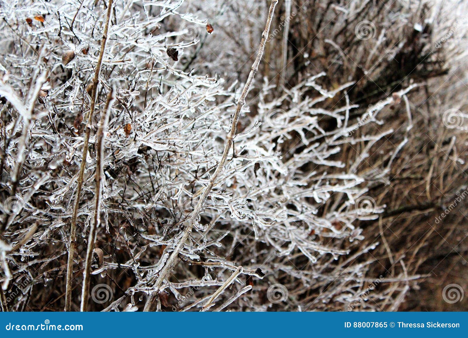Ice covered bush stock image. Image of bush, weather - 88007865