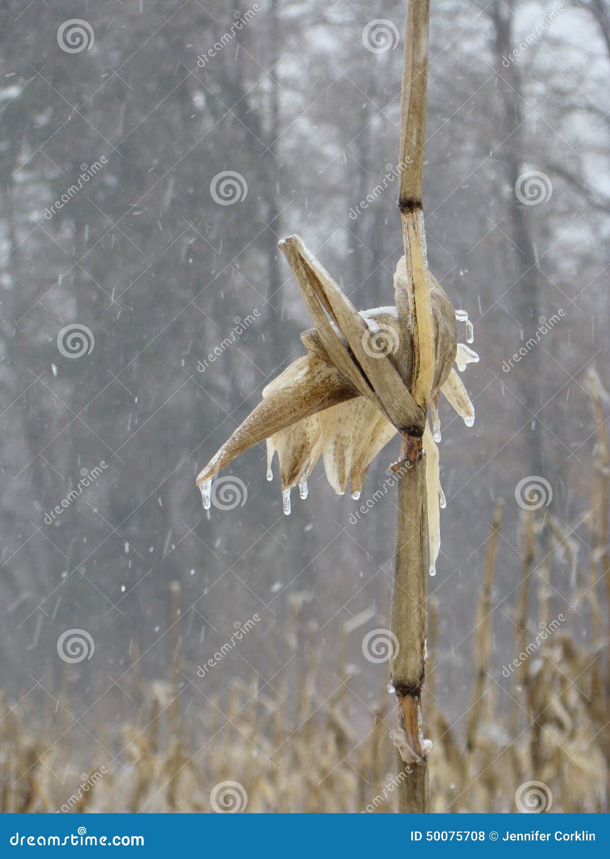 Ice covered corn stock photo. Image of december, icicles - 50075708