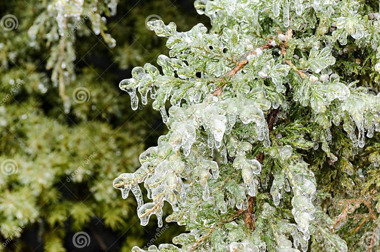 Ice Covered Evergreen Tree. Stock Photo - Image of encrusted, cedar ...