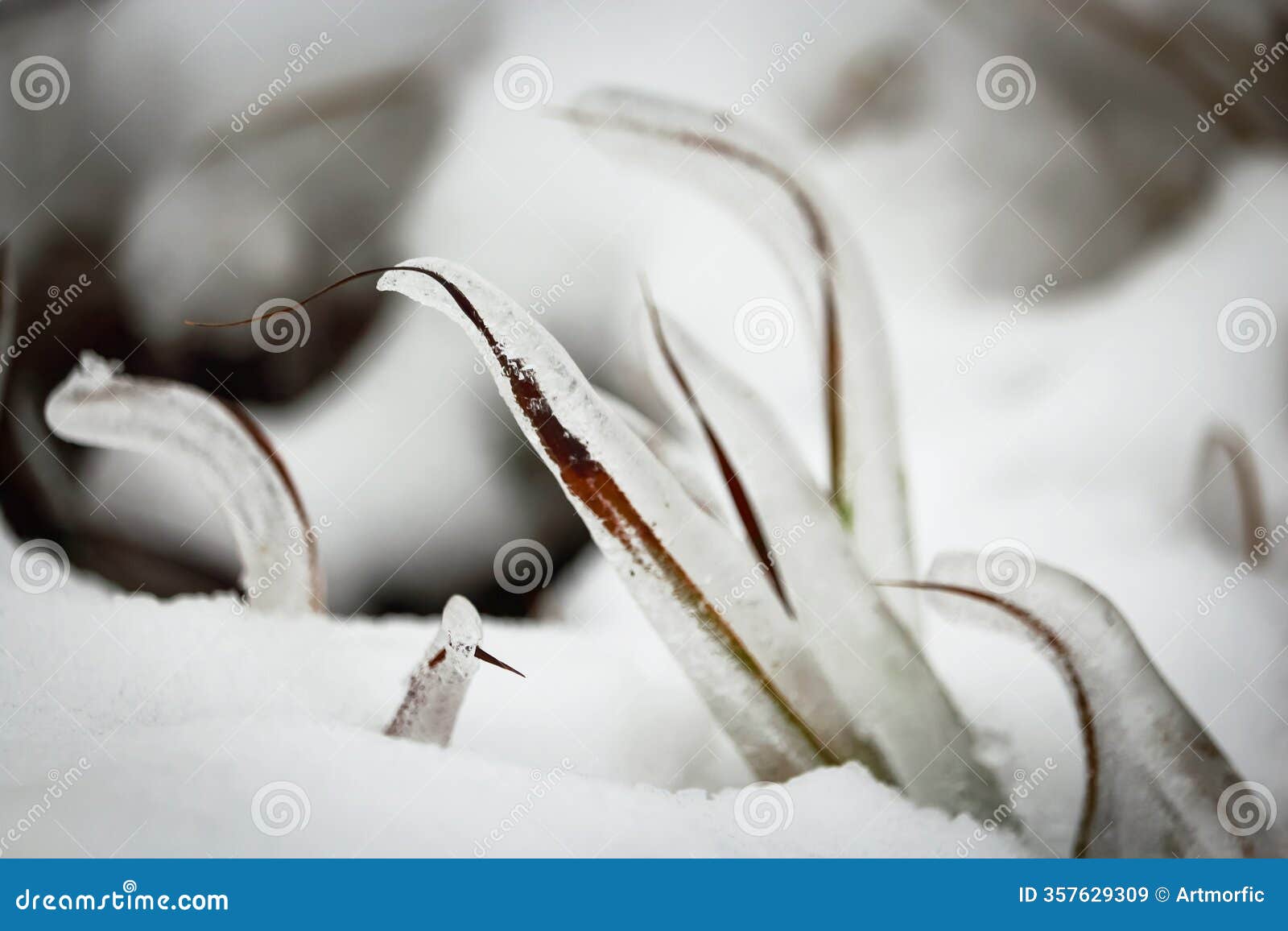 Ice Covered Grass Curved Over the Ground with Frozen Thick Layer of Ice ...