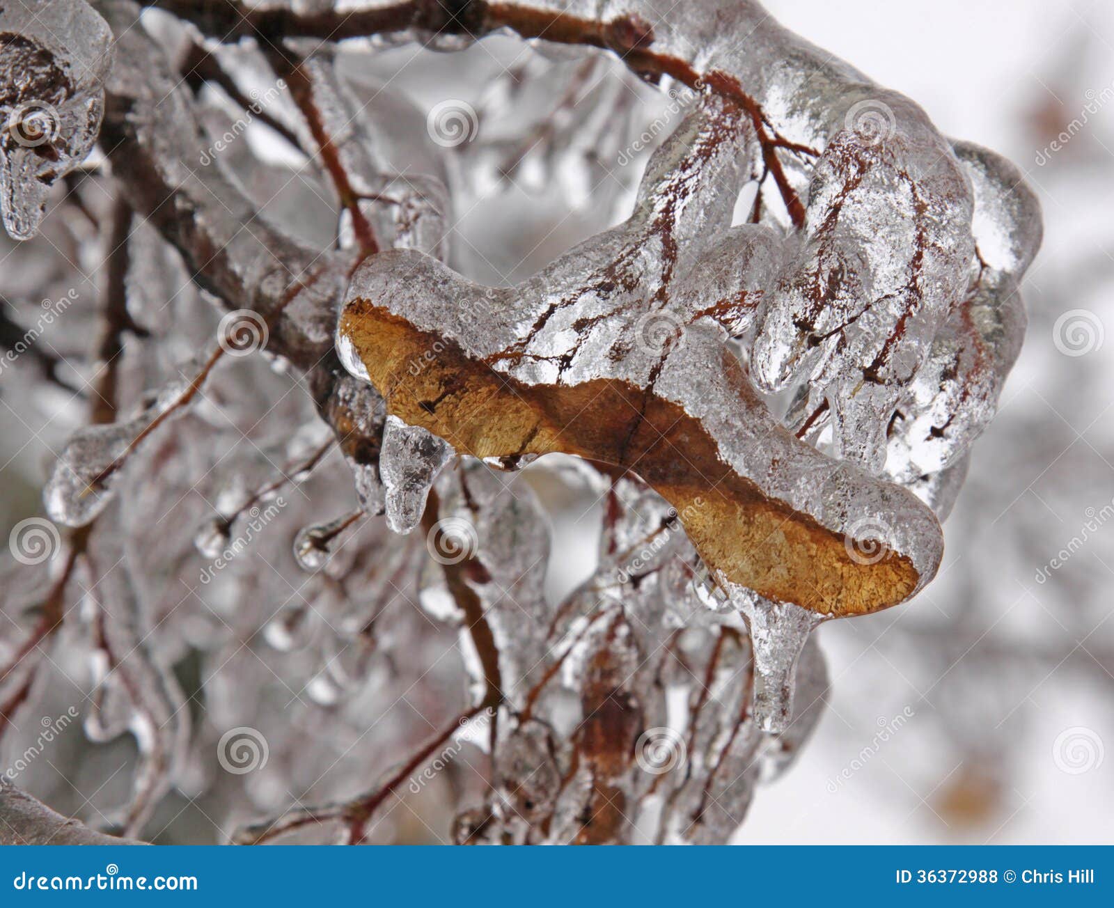 Ice Covered Maple Key stock photo. Image of freeze, storm - 36372988
