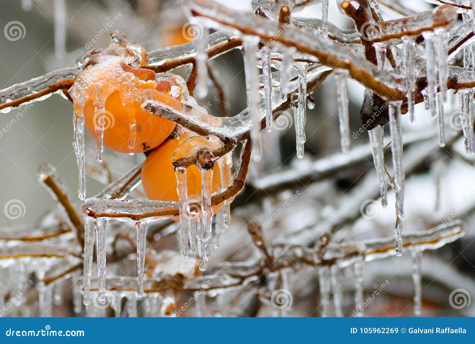 Ice Covered Persimmons on the Branch of the Tree Stock Image - Image of ...