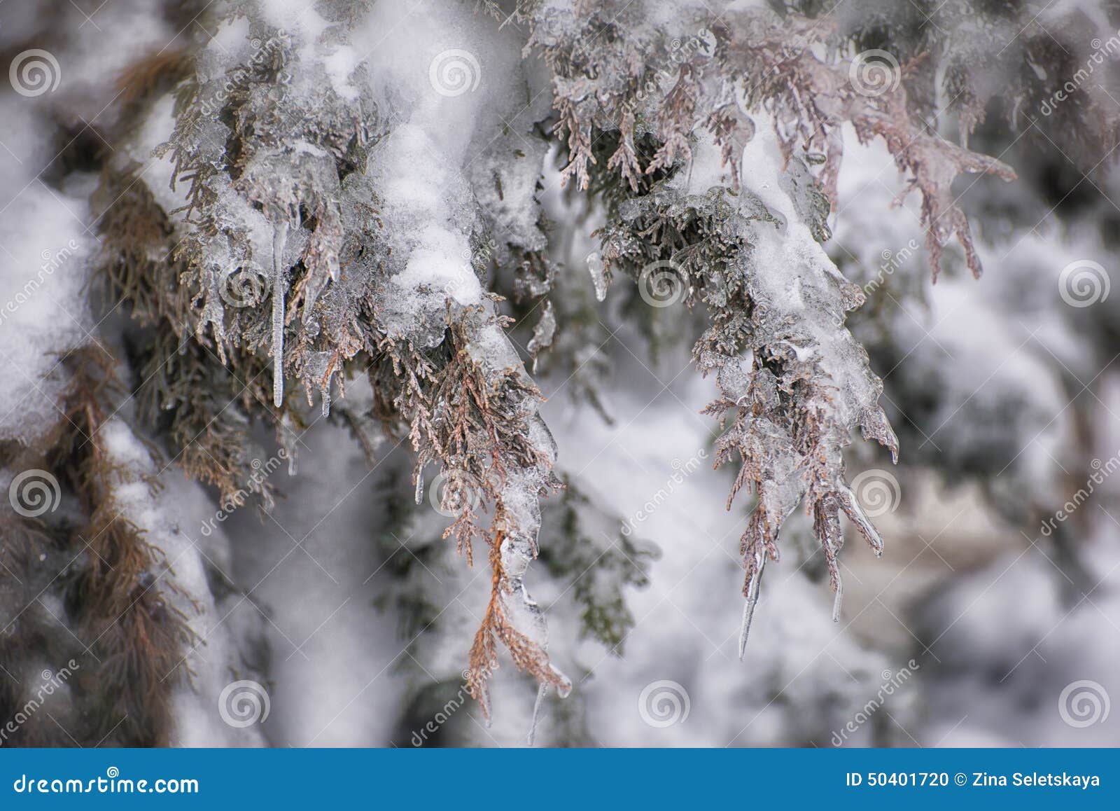 Ice Covered Tree Branch after an Ice Storm Stock Photo - Image of ...