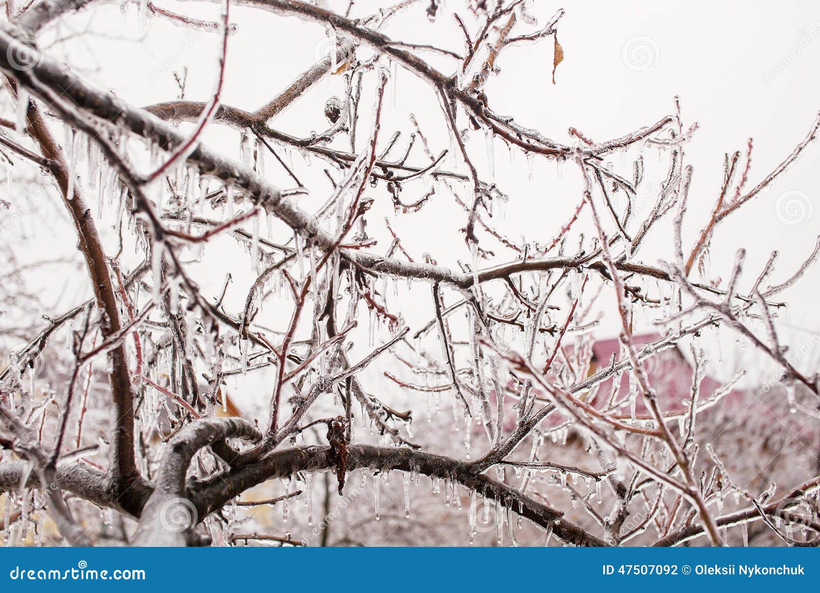 Ice-covered tree branches stock photo. Image of wintry - 47507092