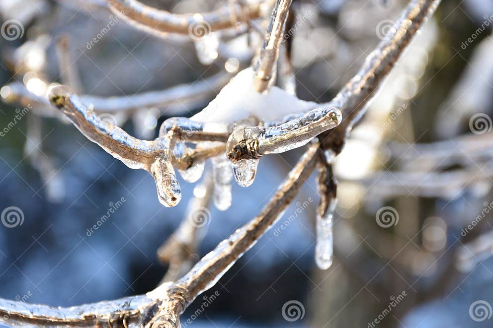 Ice Covered Tree Branches on Grey Background, Icicles and Snow Shining ...