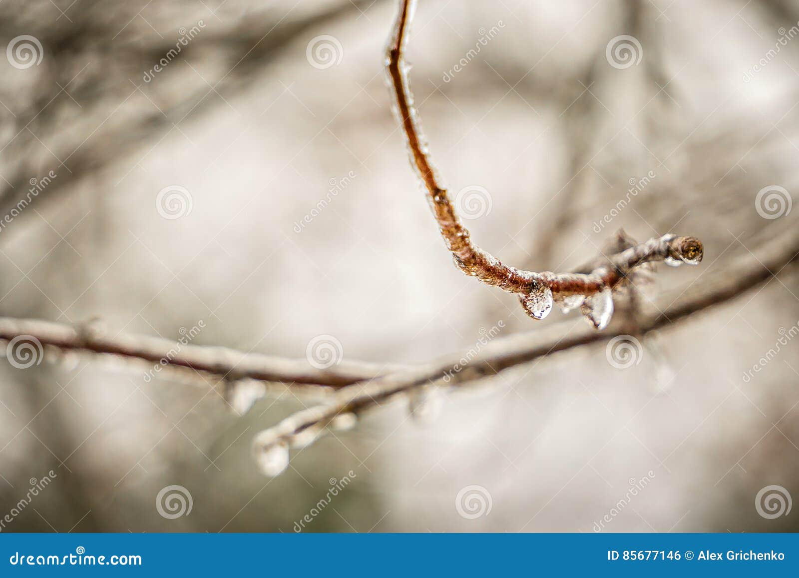 Ice Covered Tree Branches after Winter Storm Stock Photo - Image of ...
