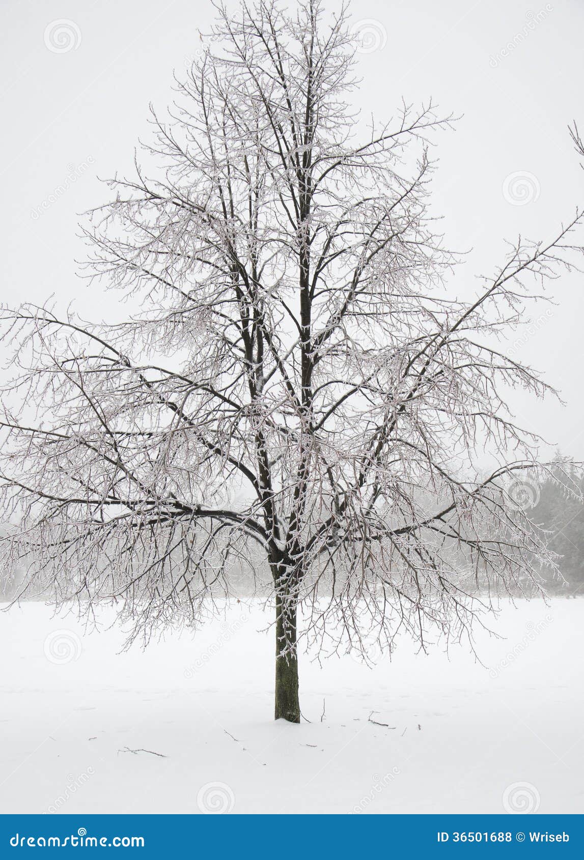 An ice covered tree stock photo. Image of natural, rain - 36501688