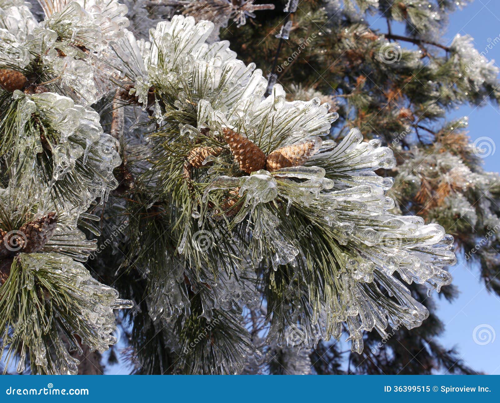 Ice covered tree stock image. Image of storm, toronto - 36399515