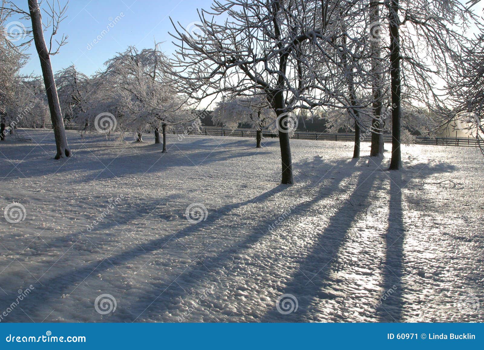 Ice Covered Trees 2 stock image. Image of frosty, frozen - 60971