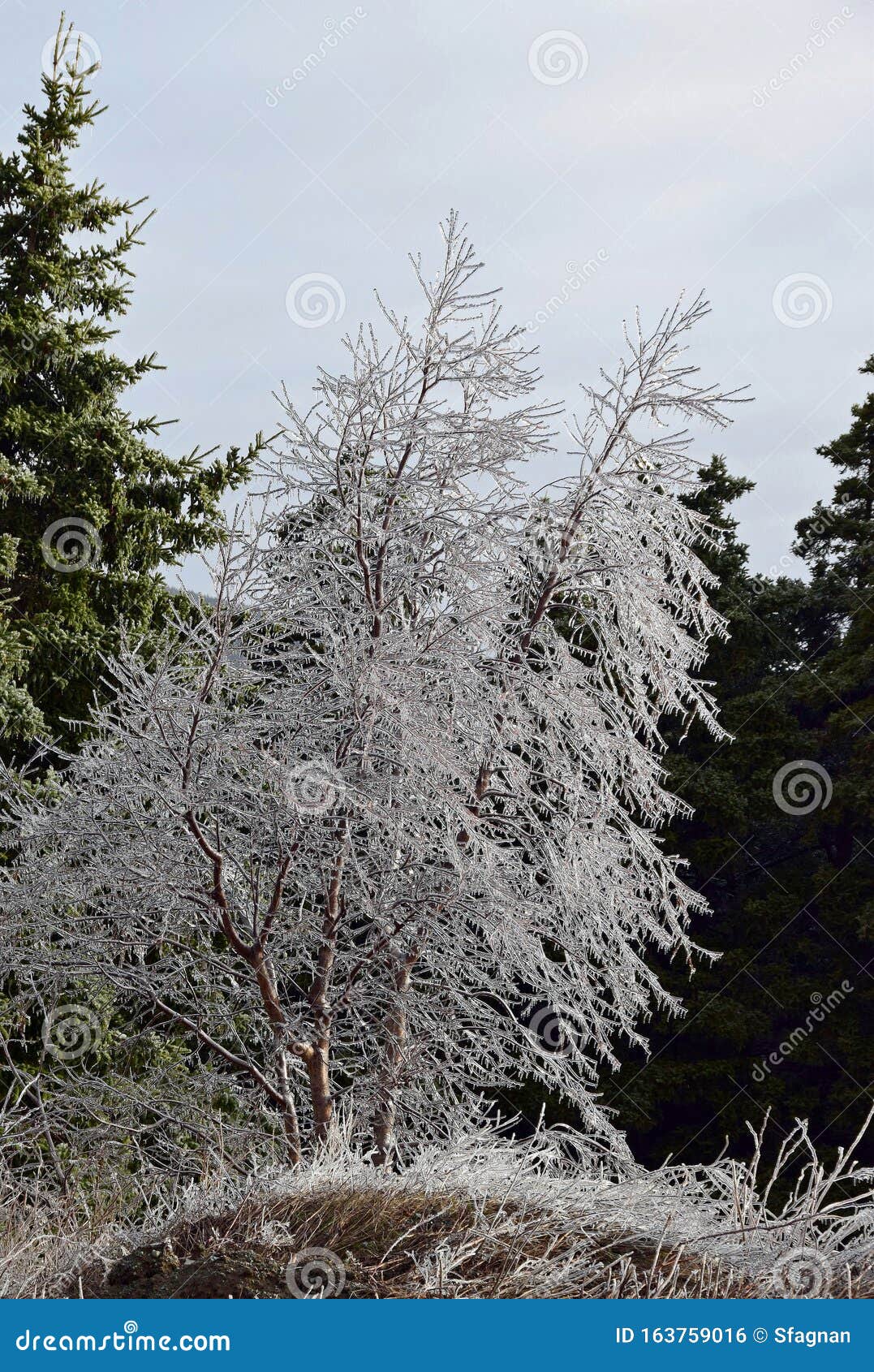 Ice Covered Trees in a Forest Stock Photo - Image of background, leaves ...