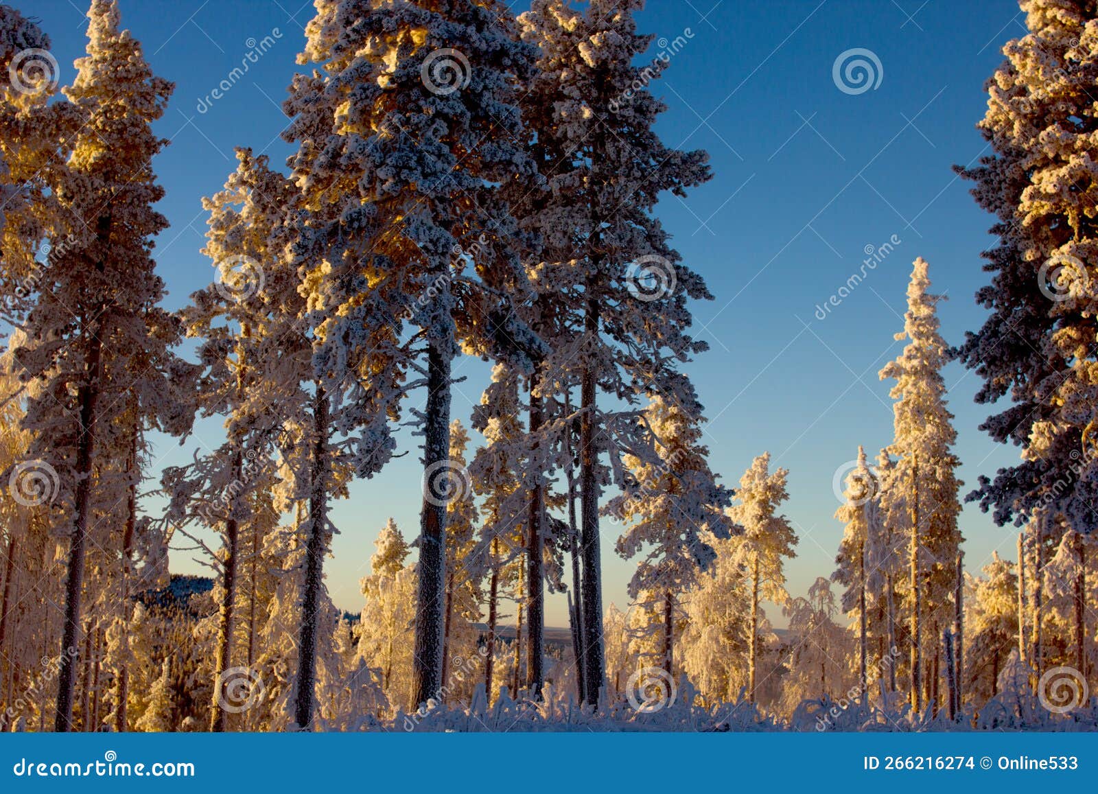 Ice-covered Trees in Very Cold Finnish Lapland Stock Photo - Image of ...