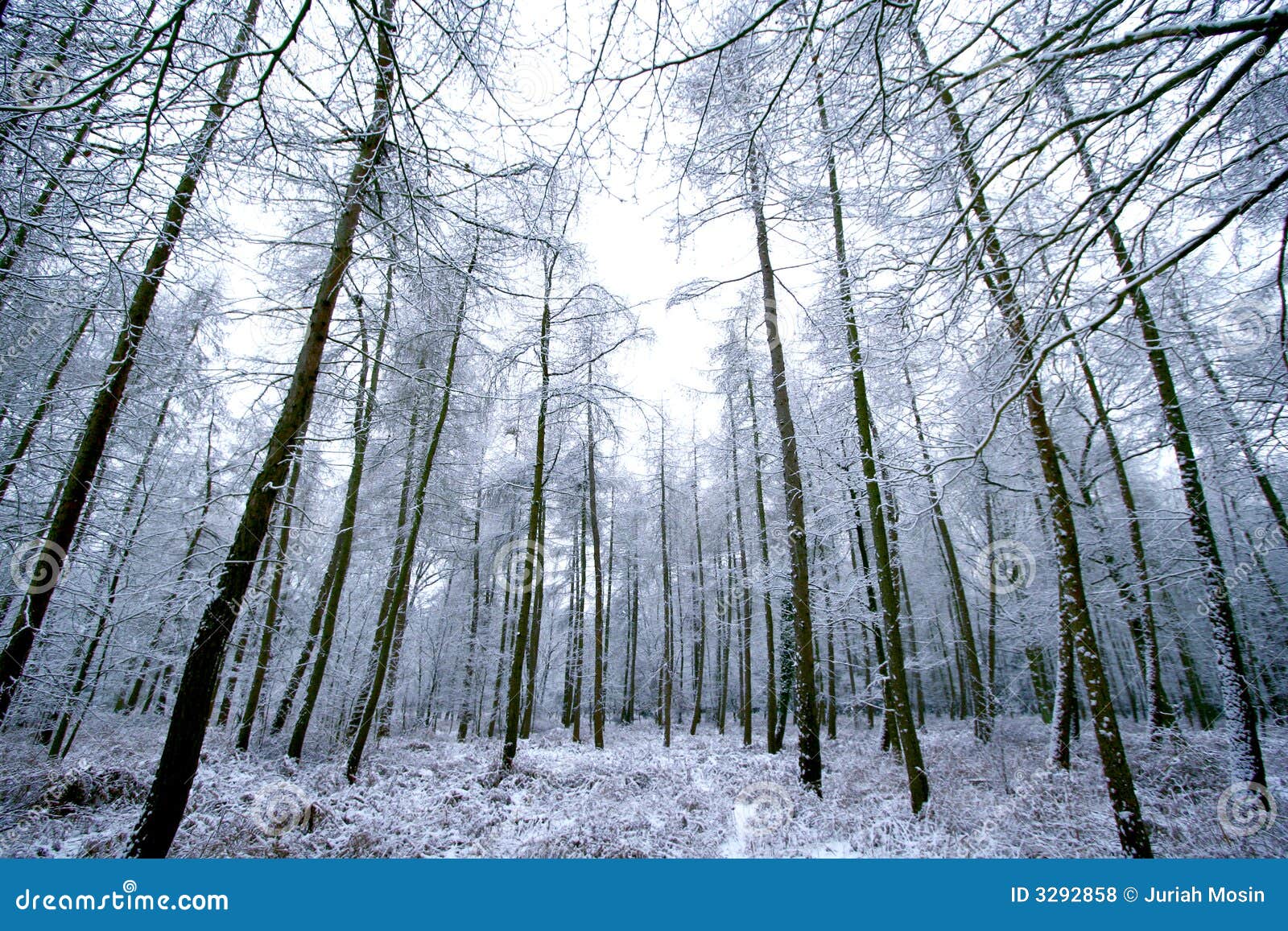 Ice covered wooded forest. stock photo. Image of cyprus - 3292858