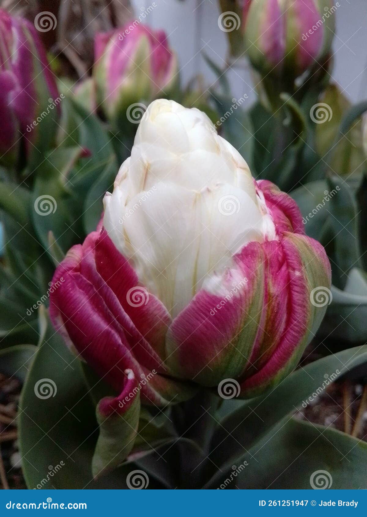 Ice cream tulip stock image. Image of fancy, flower - 261251947