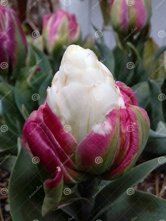 Ice cream tulip stock image. Image of fancy, flower - 261251947