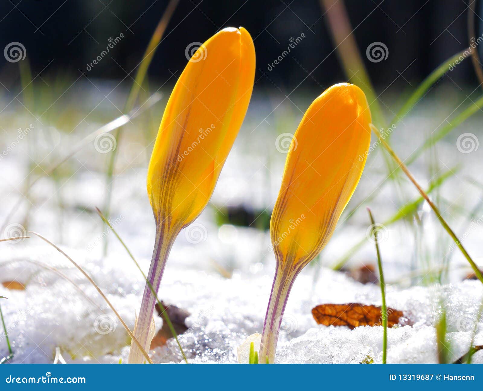 Ice crocuses stock image. Image of bloom, crocus, flowers - 13319687