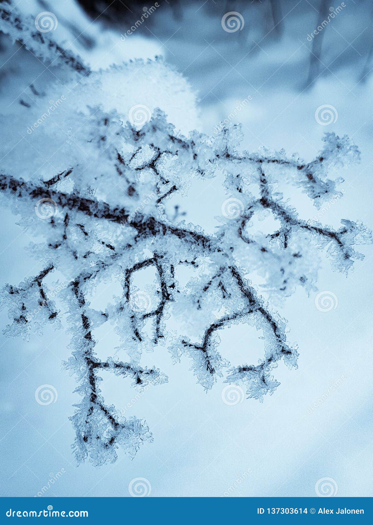 Ice crystals on a branch stock photo. Image of branch - 137303614