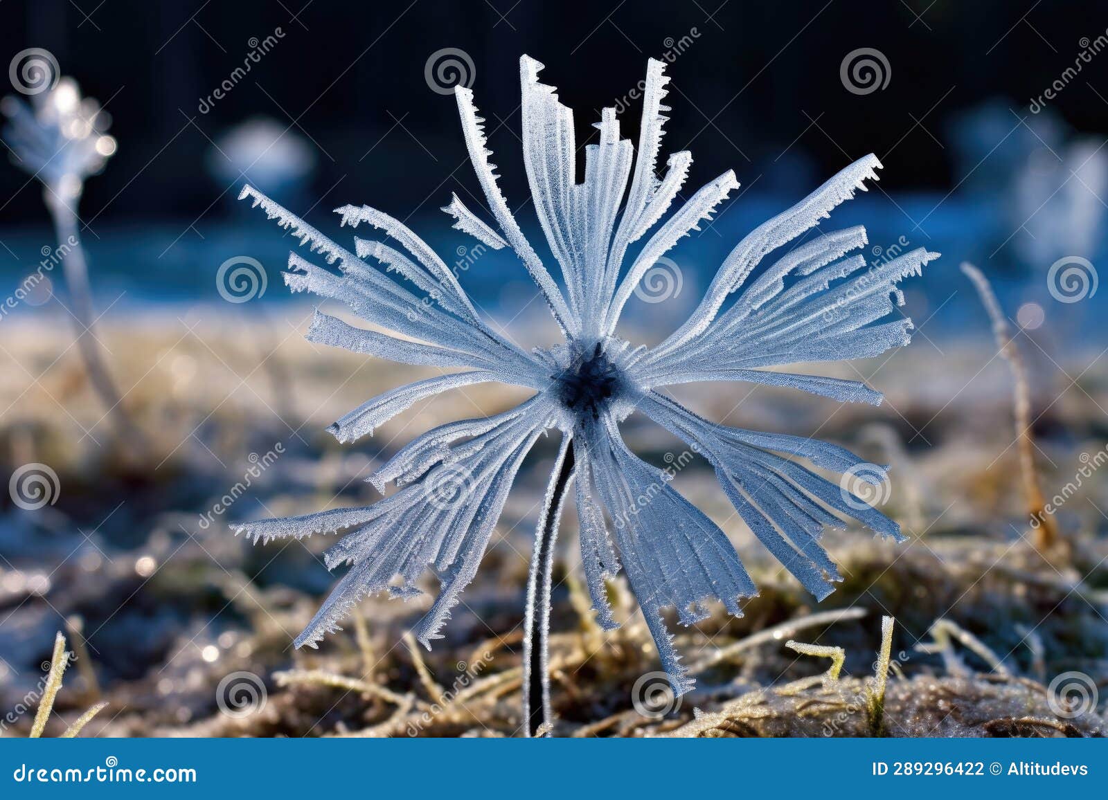 Ice Crystals Creating Frost Flower Structures Stock Photo - Image of ...