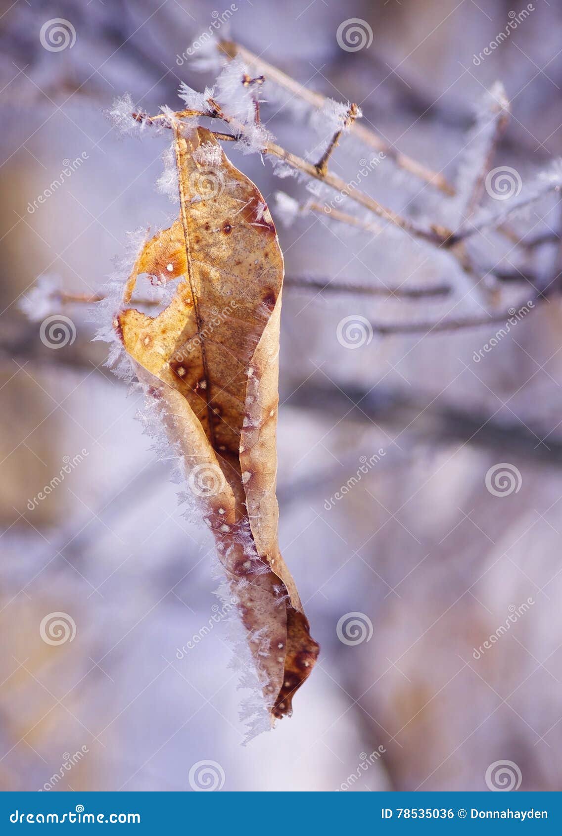 Ice Crystals Form Upon A Withered Fall Leaf And Branches. Stock Photo ...