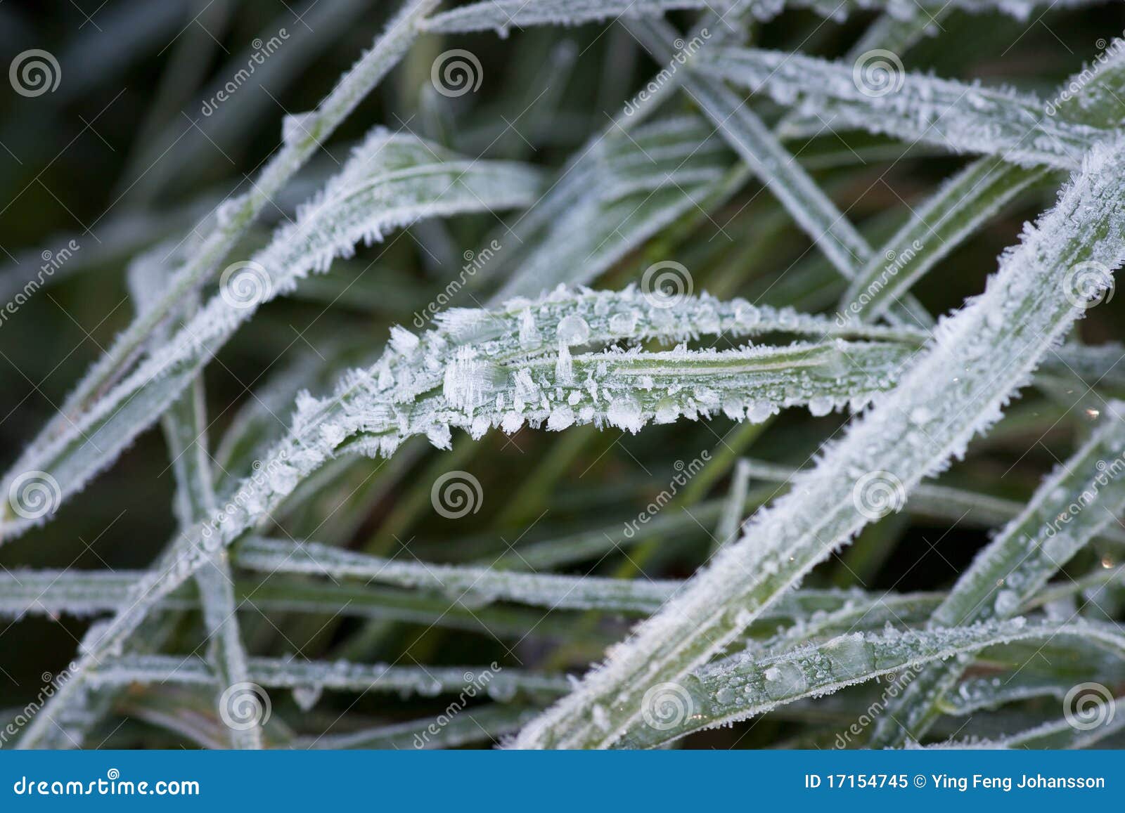 Ice crystals on grass stock image. Image of winter, beautiful - 17154745