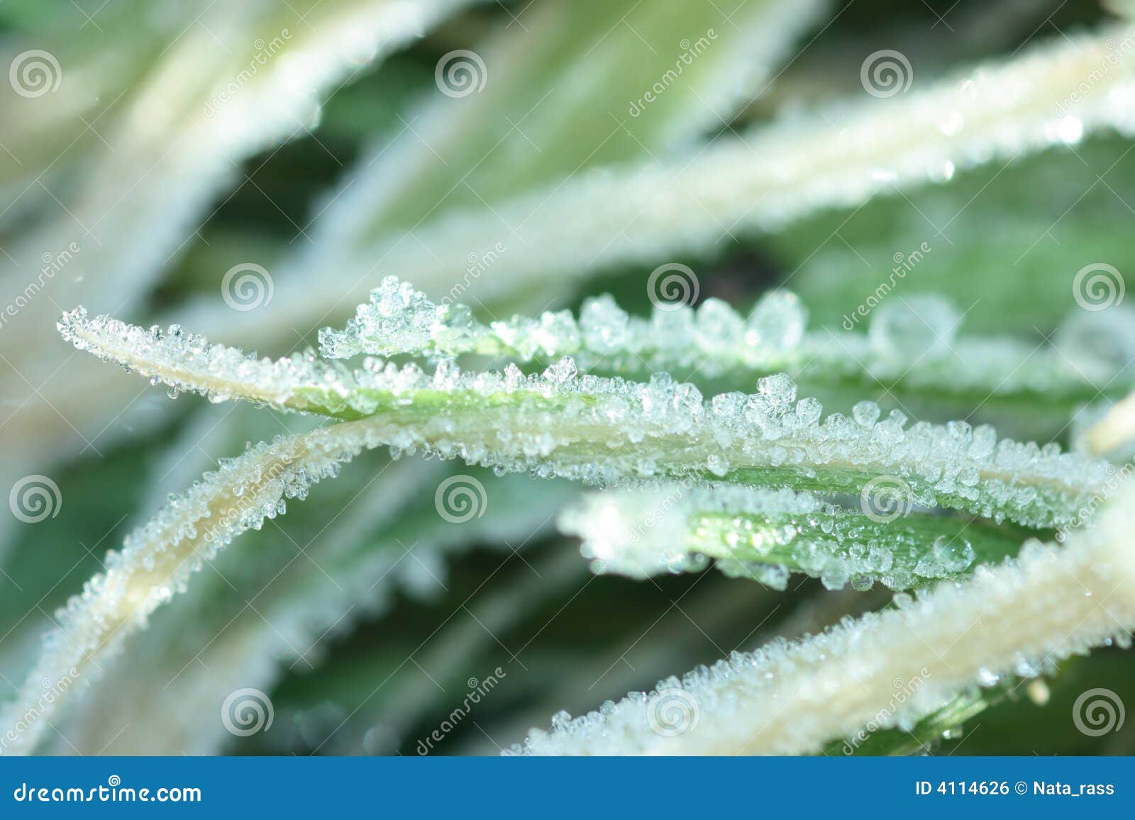 Ice crystals on grass stock photo. Image of background - 4114626