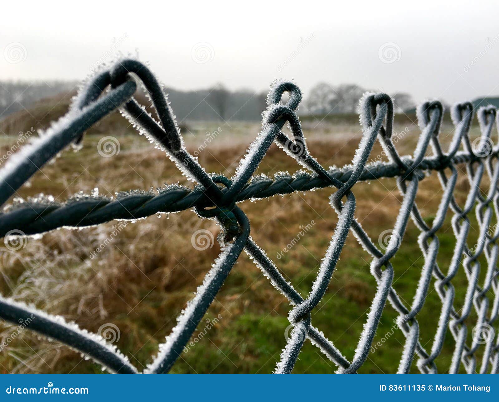 Ice Crystals on a Green Wire Mesh Fence Stock Image - Image of green ...