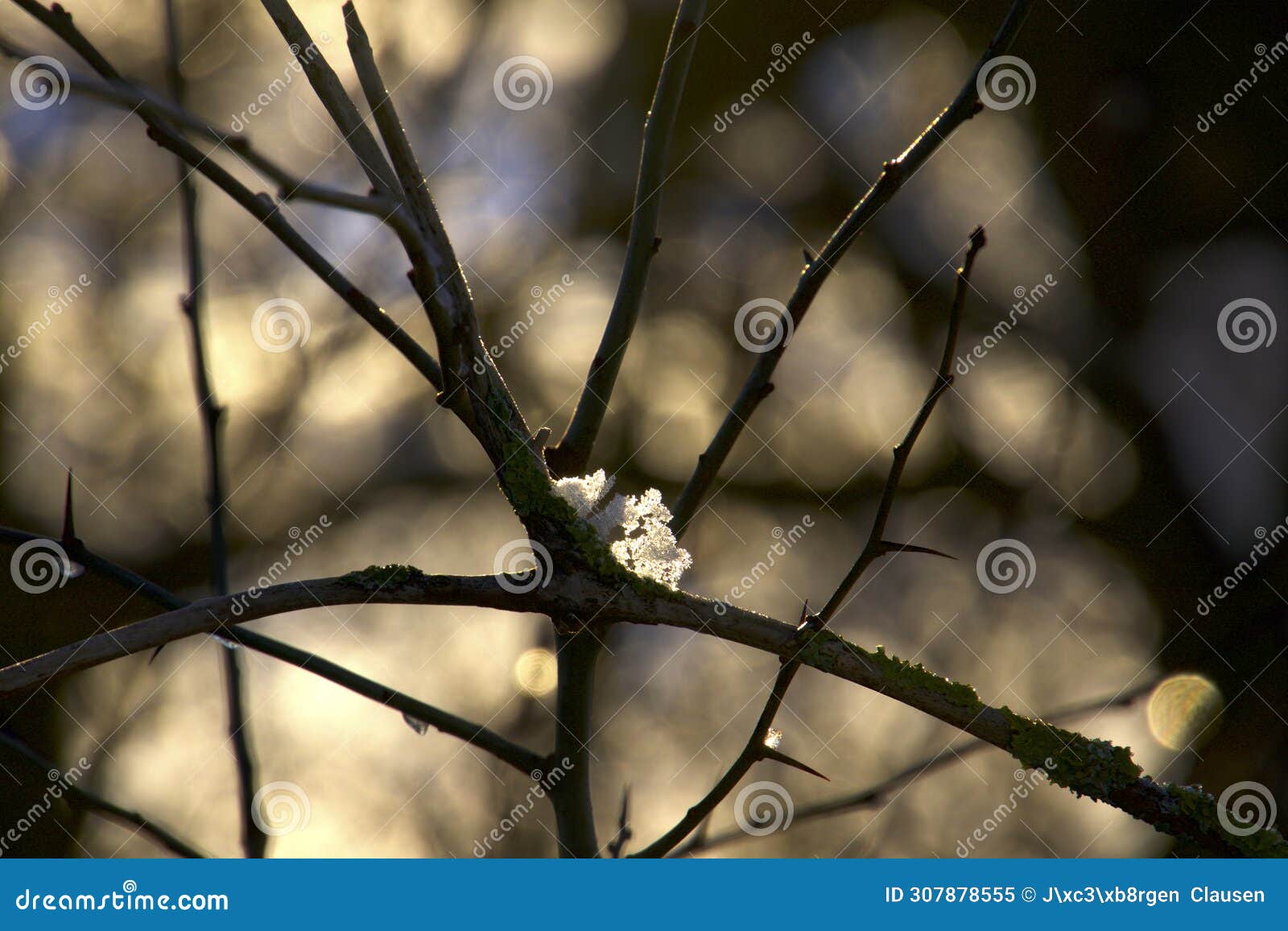 Ice Crystals Look Like Diamonds on the Branches Stock Image - Image of ...