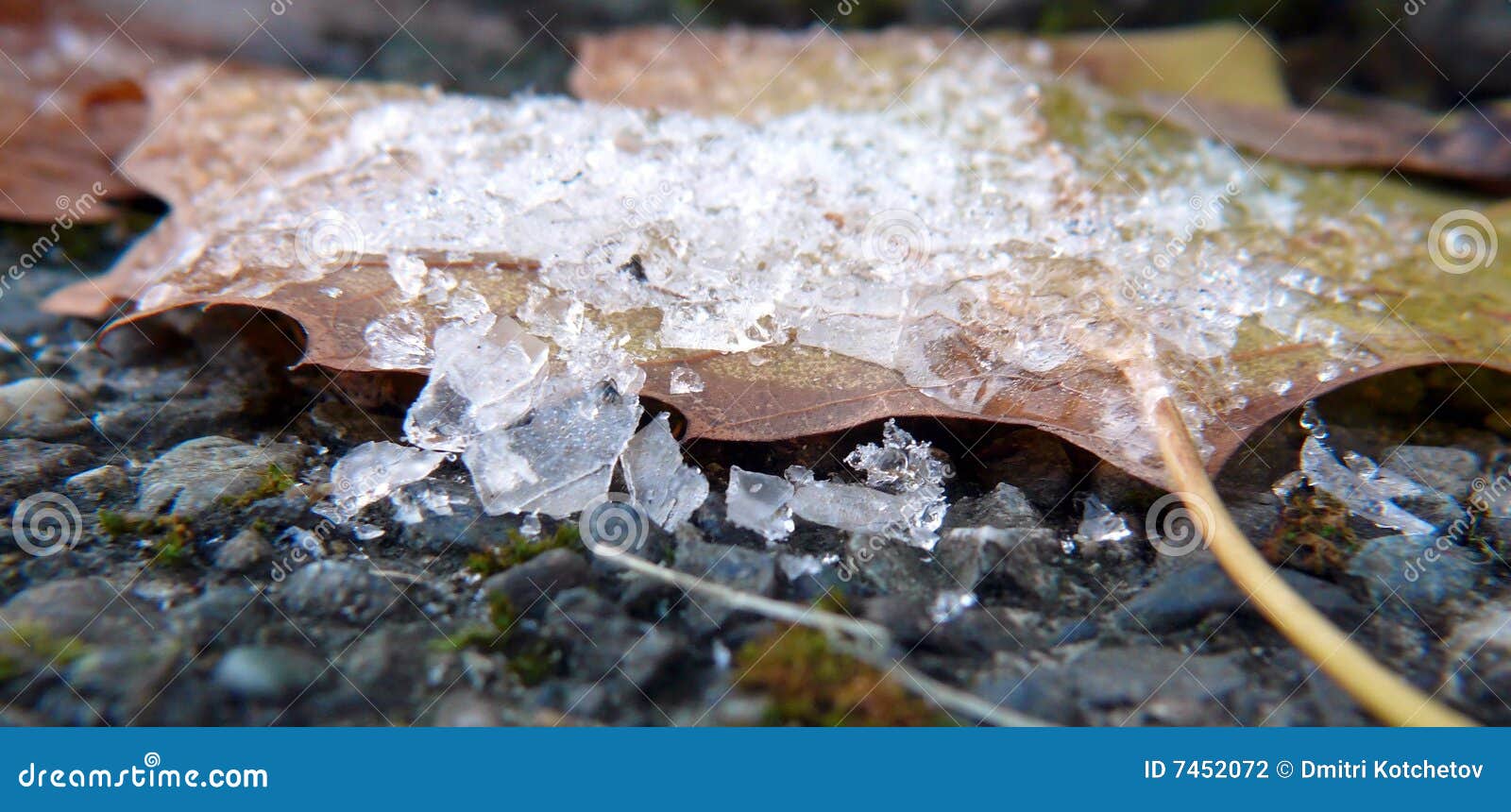 Ice Crystals on a Maple Leaf Stock Photo - Image of maple, brown: 7452072