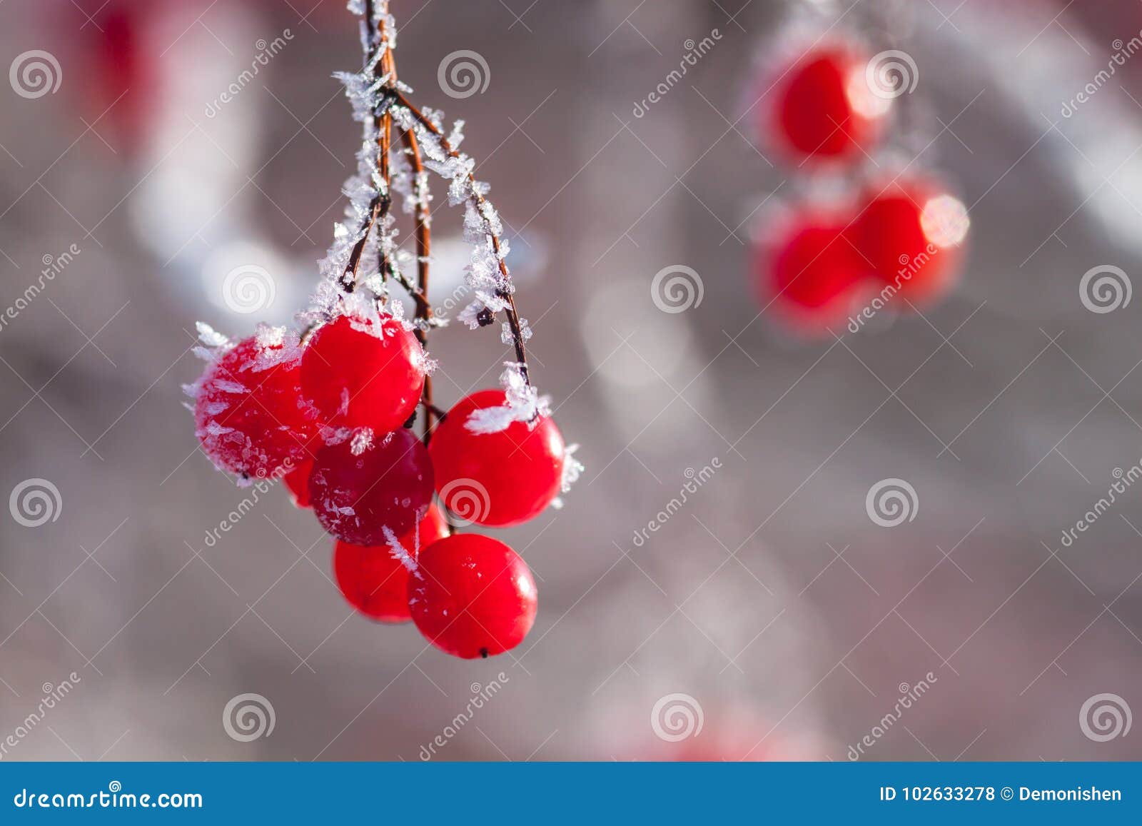 Ice Crystals on the Red Berries Stock Photo - Image of fall, forest ...