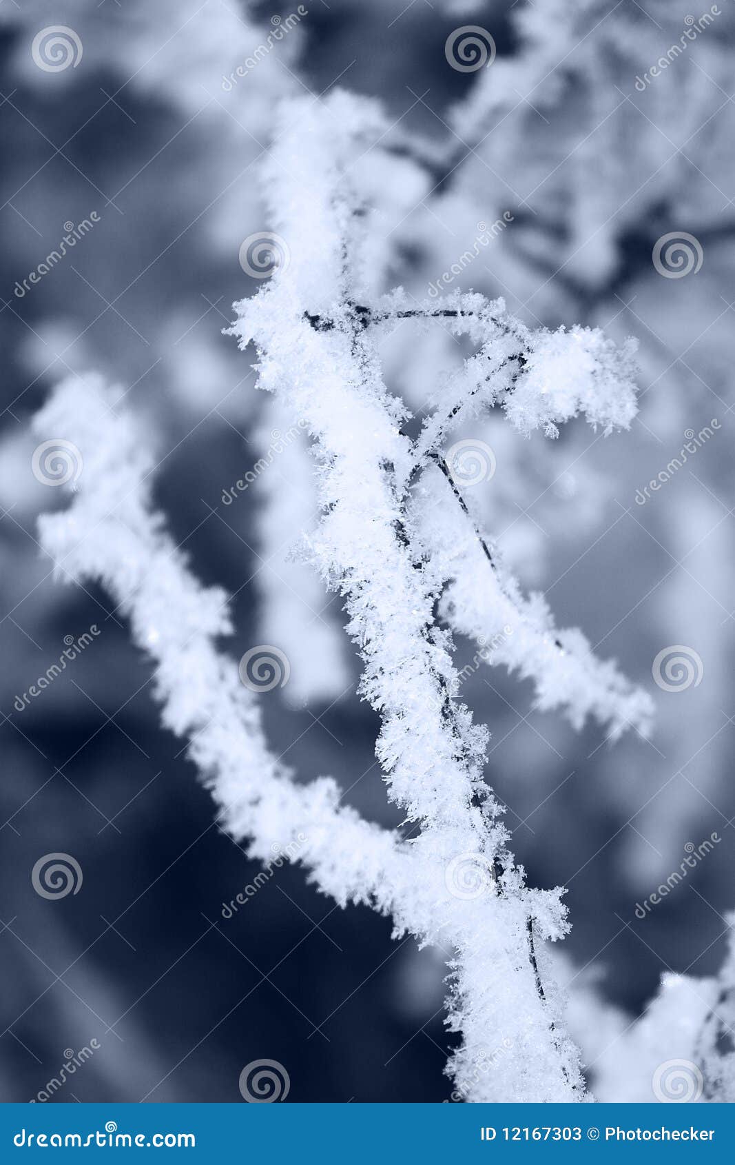Ice Crystals on a Tree Branch Stock Image - Image of frosty, landscape ...