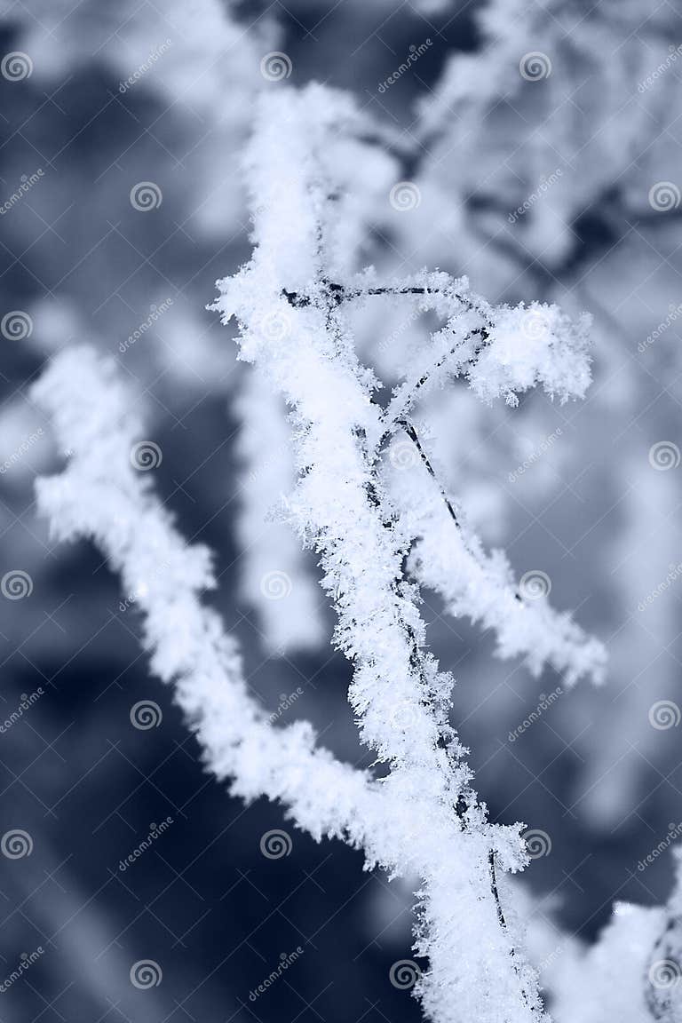 Ice Crystals on a Tree Branch Stock Image - Image of frosty, landscape ...