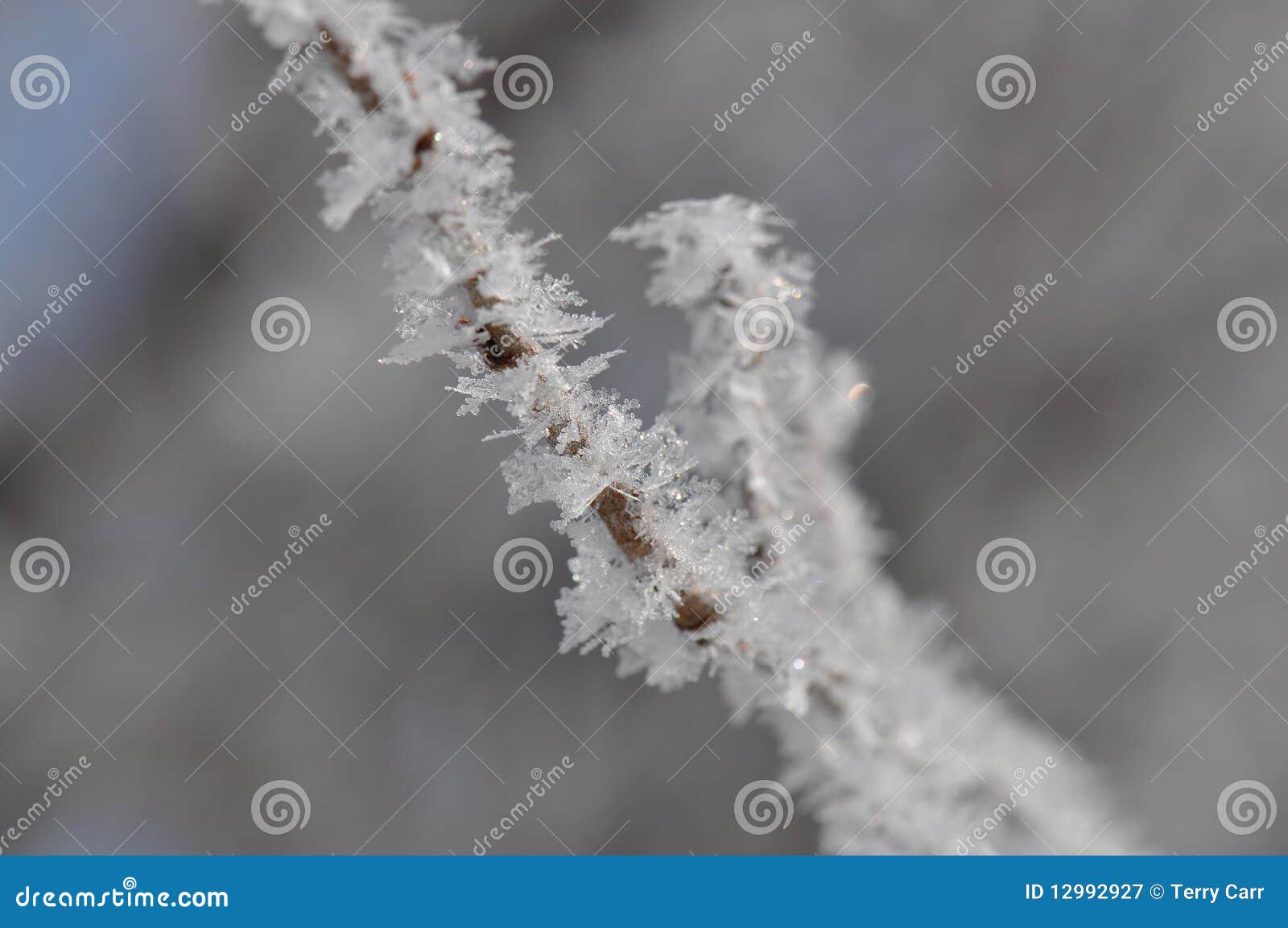 Ice Crystals on Tree Branch Stock Image - Image of water, frosty: 12992927