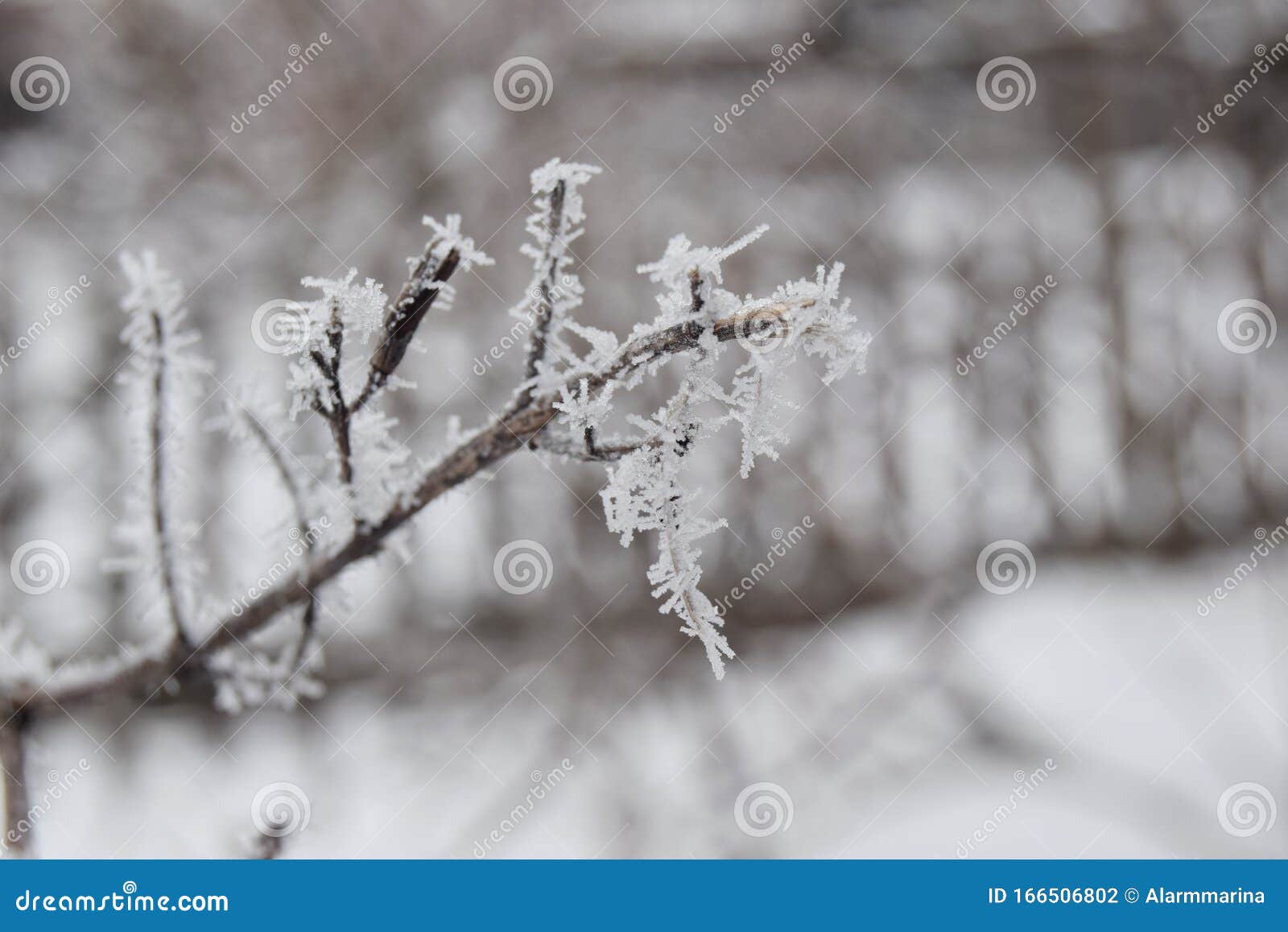 Ice Crystals on a Tree Branch Closeup Stock Photo - Image of botanic ...