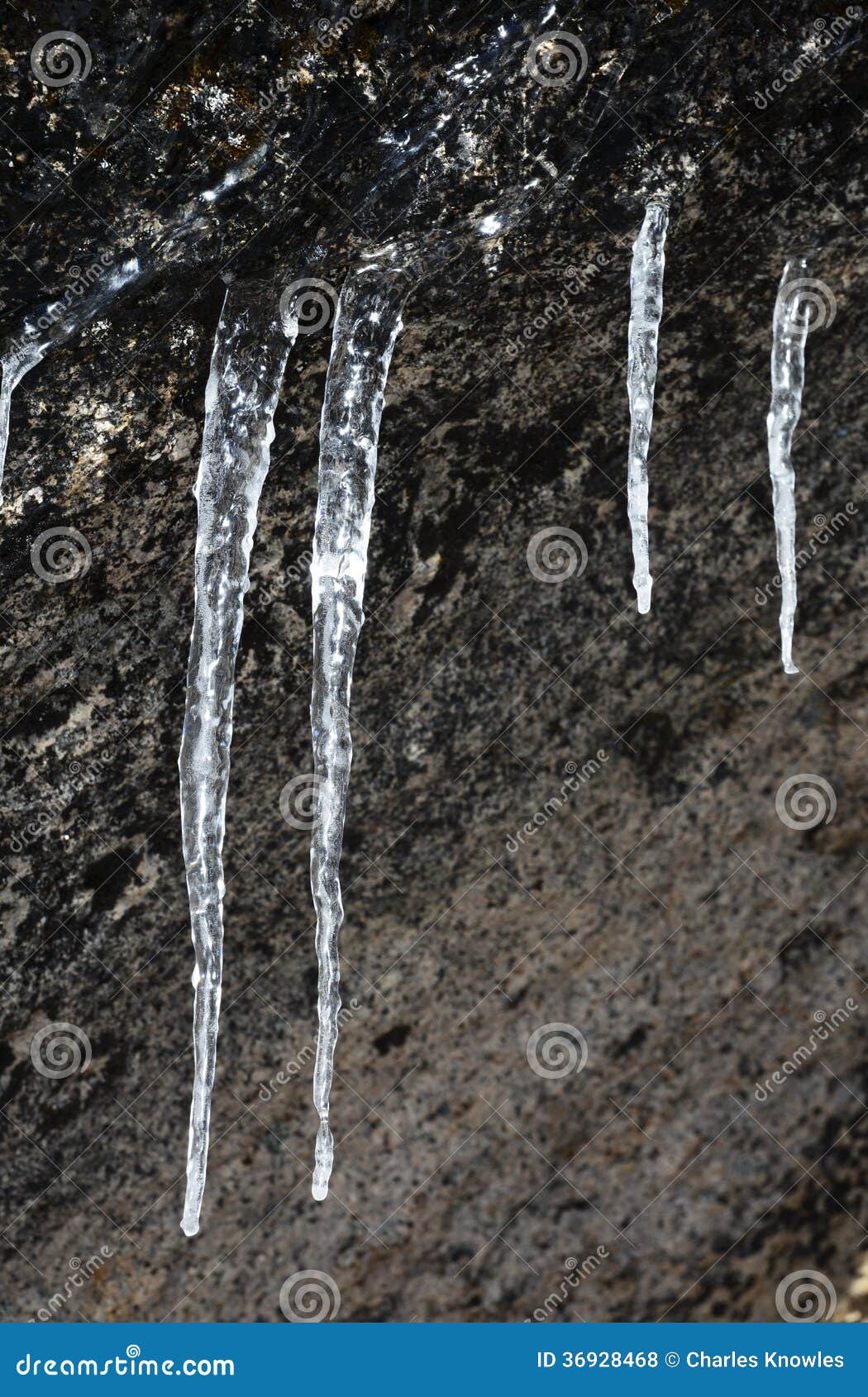 Ice Cycles Dropping From Lake Side Boulders Near Lundy Lake California ...