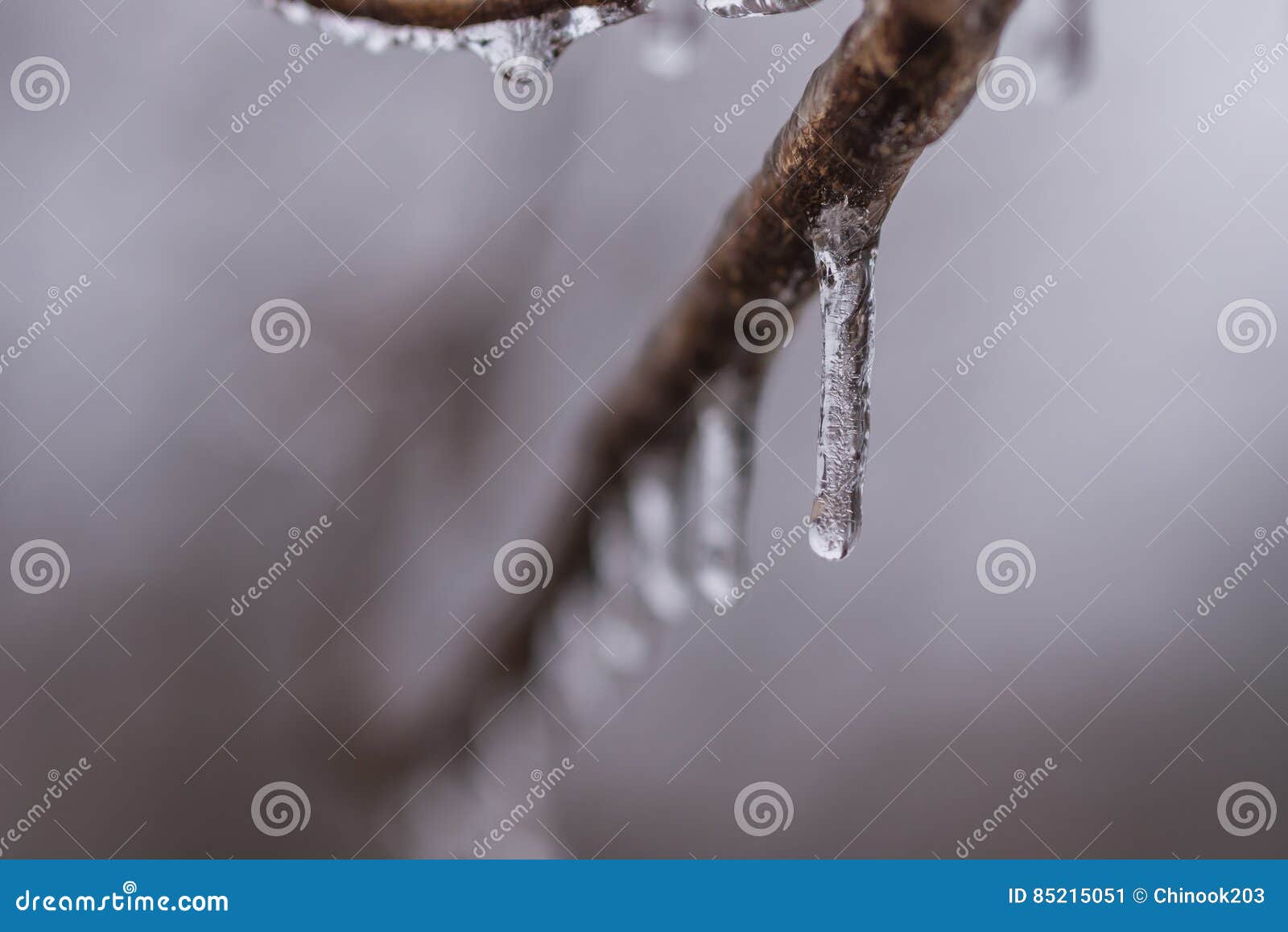 Ice dripping from limb stock image. Image of twig, selective - 85215051