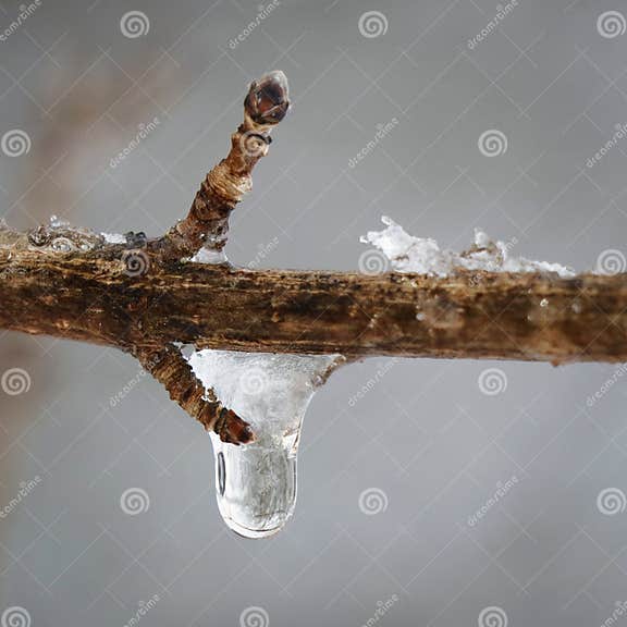 Ice drop stock image. Image of frozen, stick, little - 138405821