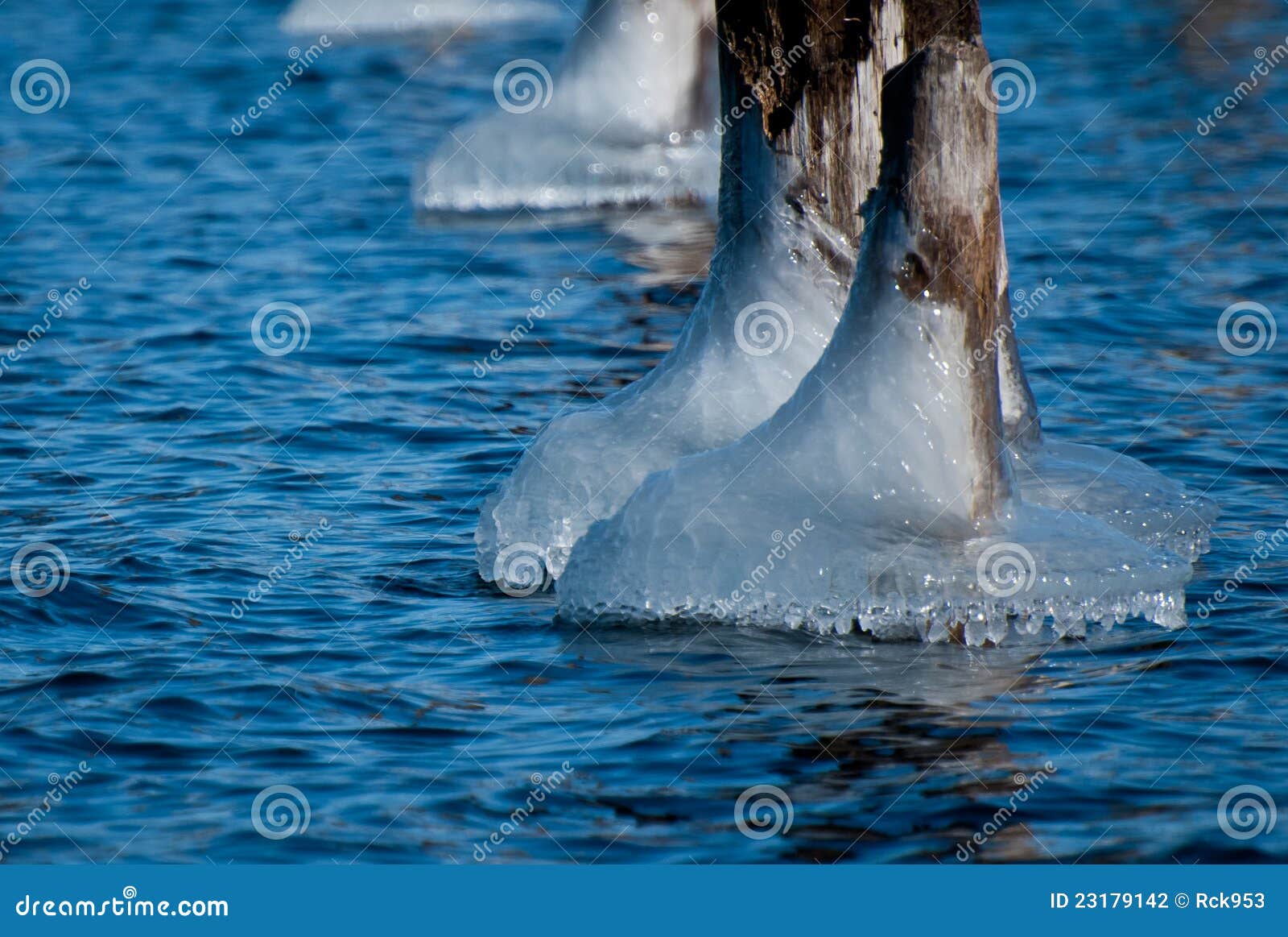 Ice Encrusted Tree Trunks stock photo. Image of water - 23179142