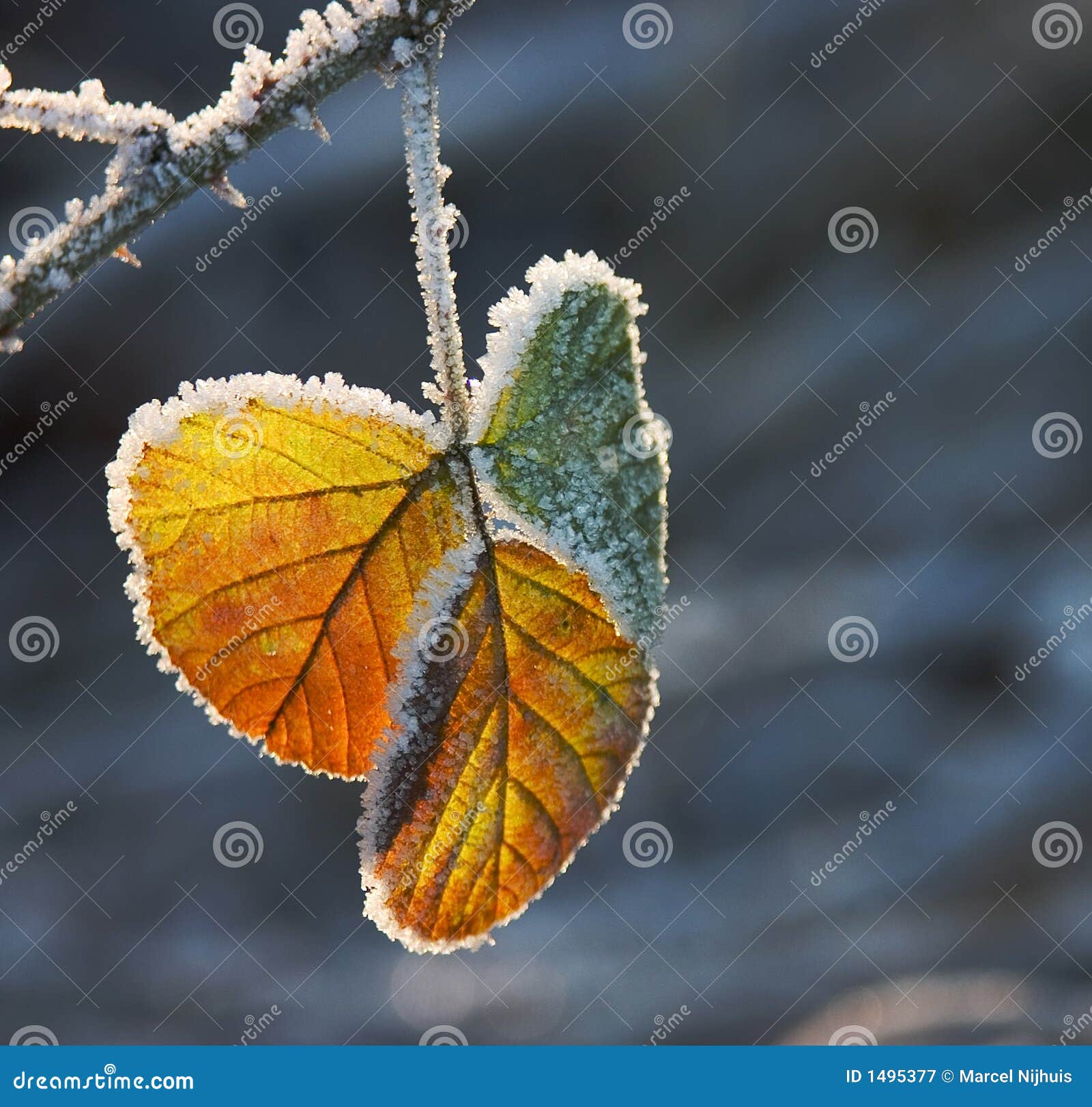 Ice flower stock image. Image of remains, butterfly, green - 1495377