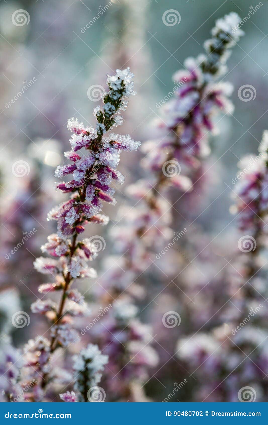 Ice Flower stock photo. Image of field, cold, iceflowers - 90480702
