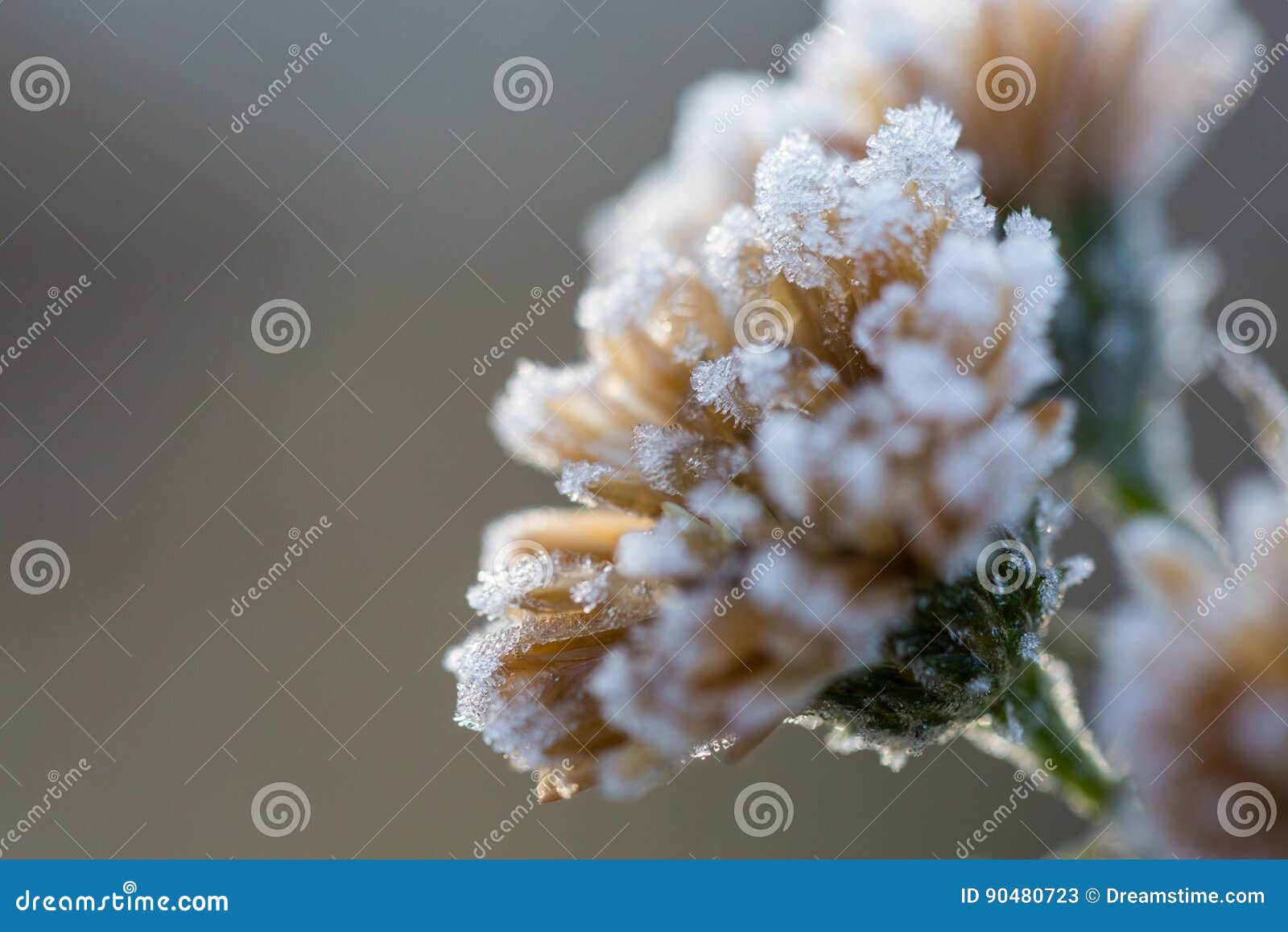 Ice flower stock image. Image of freeze, flowers, blossoms - 90480723