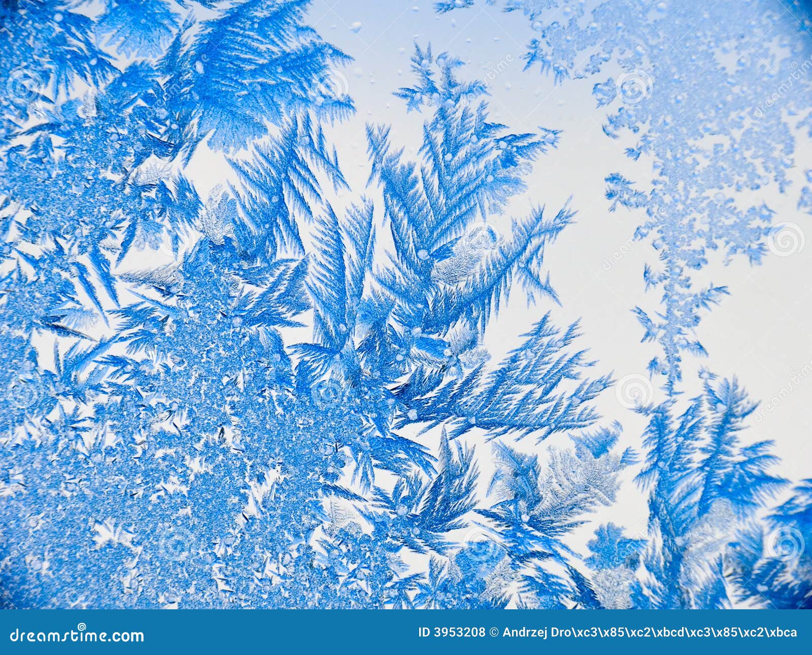 Ice flowers 07 stock photo. Image of flowers, winter, flower - 3953208